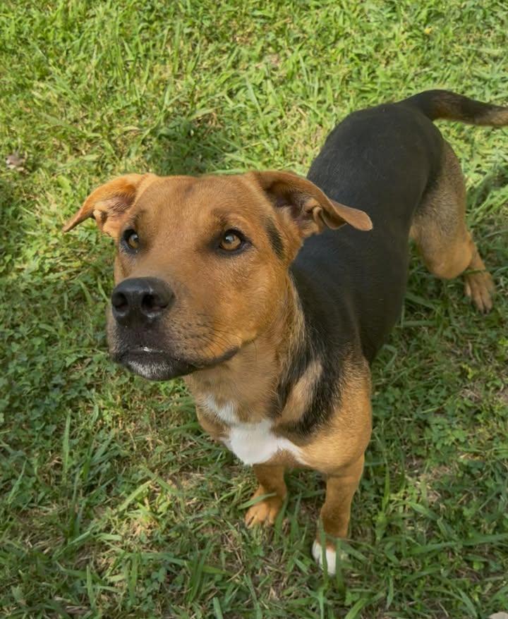 Dog for adoption - Gideon, a German Shepherd Dog & Pit Bull Terrier Mix ...