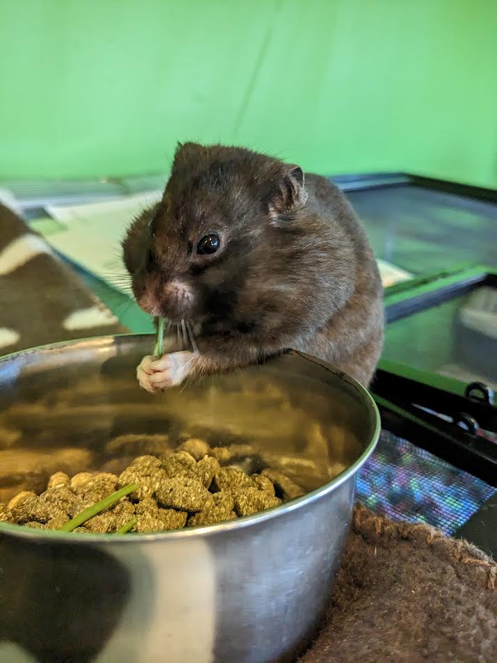 ADOPT - Whatcom Humane Society