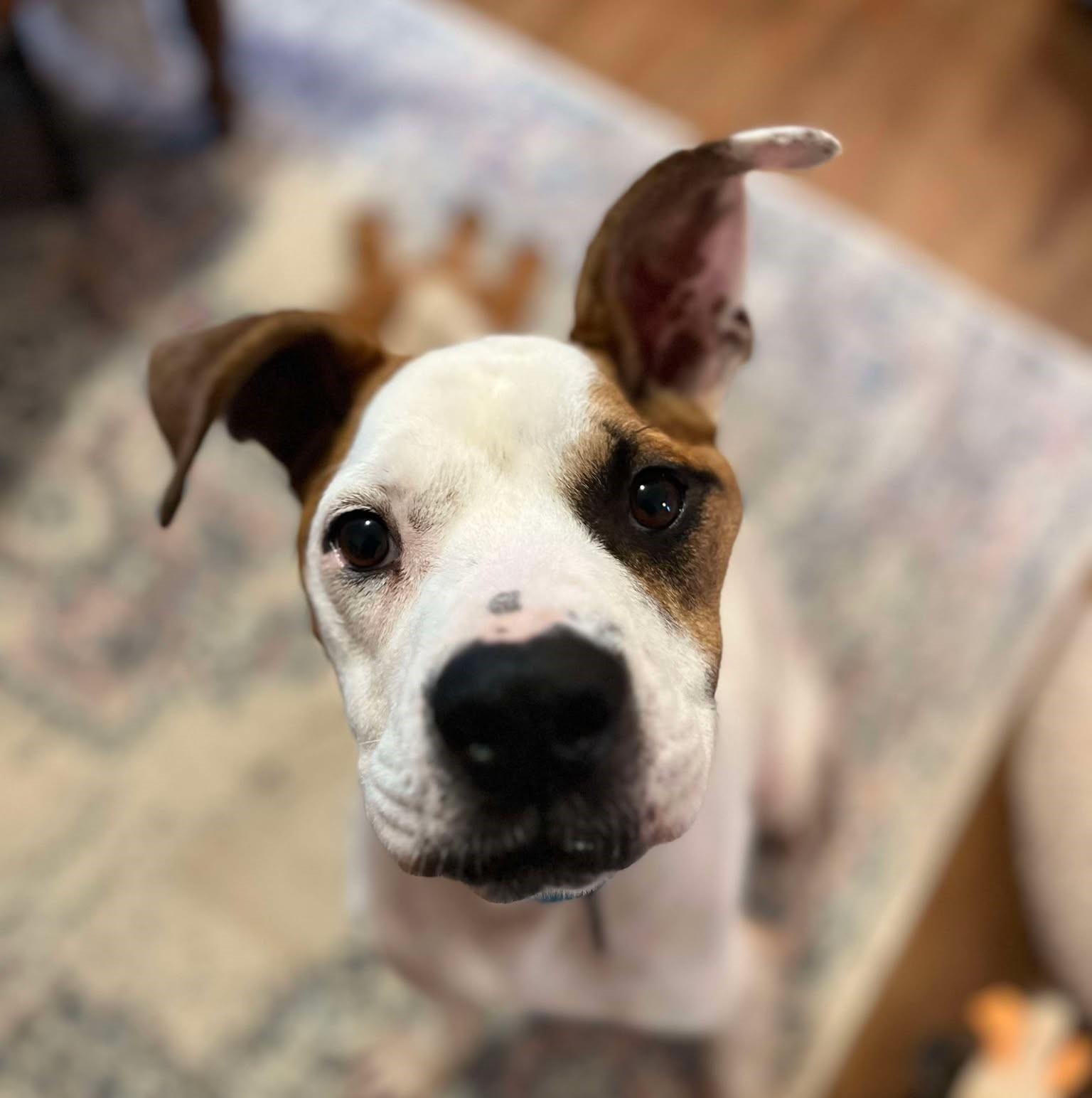 Dog for adoption - Jace, a Bulldog Mix in Hampton, VA | Petfinder