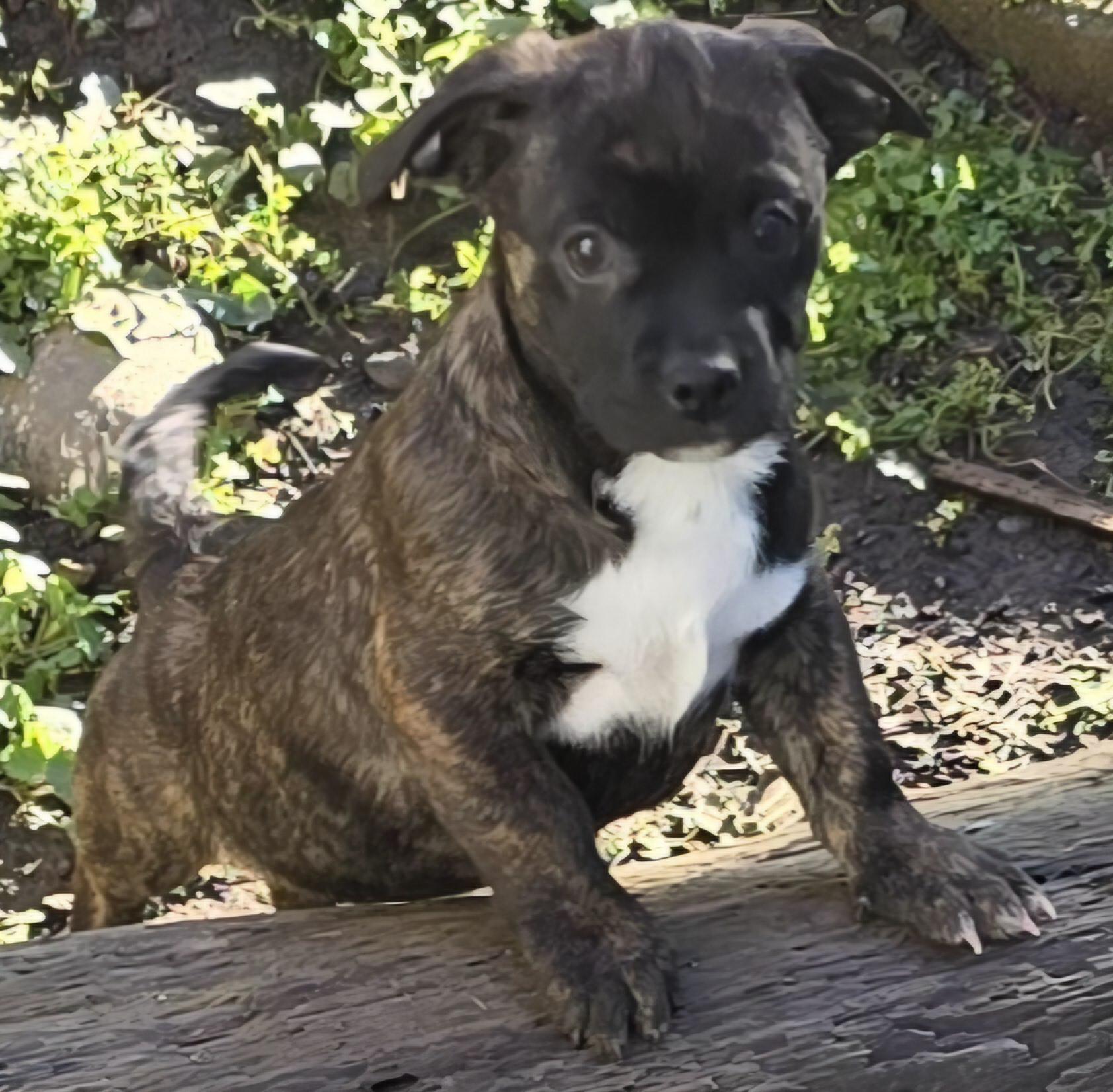 Dog for adoption - Heather Bar, a Boston Terrier Mix in Winlock, WA ...