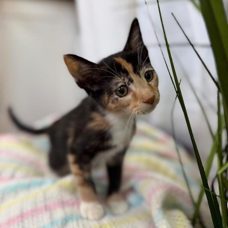 Cat for adoption - Olivia Whiskers, a Domestic Short Hair & Calico Mix ...