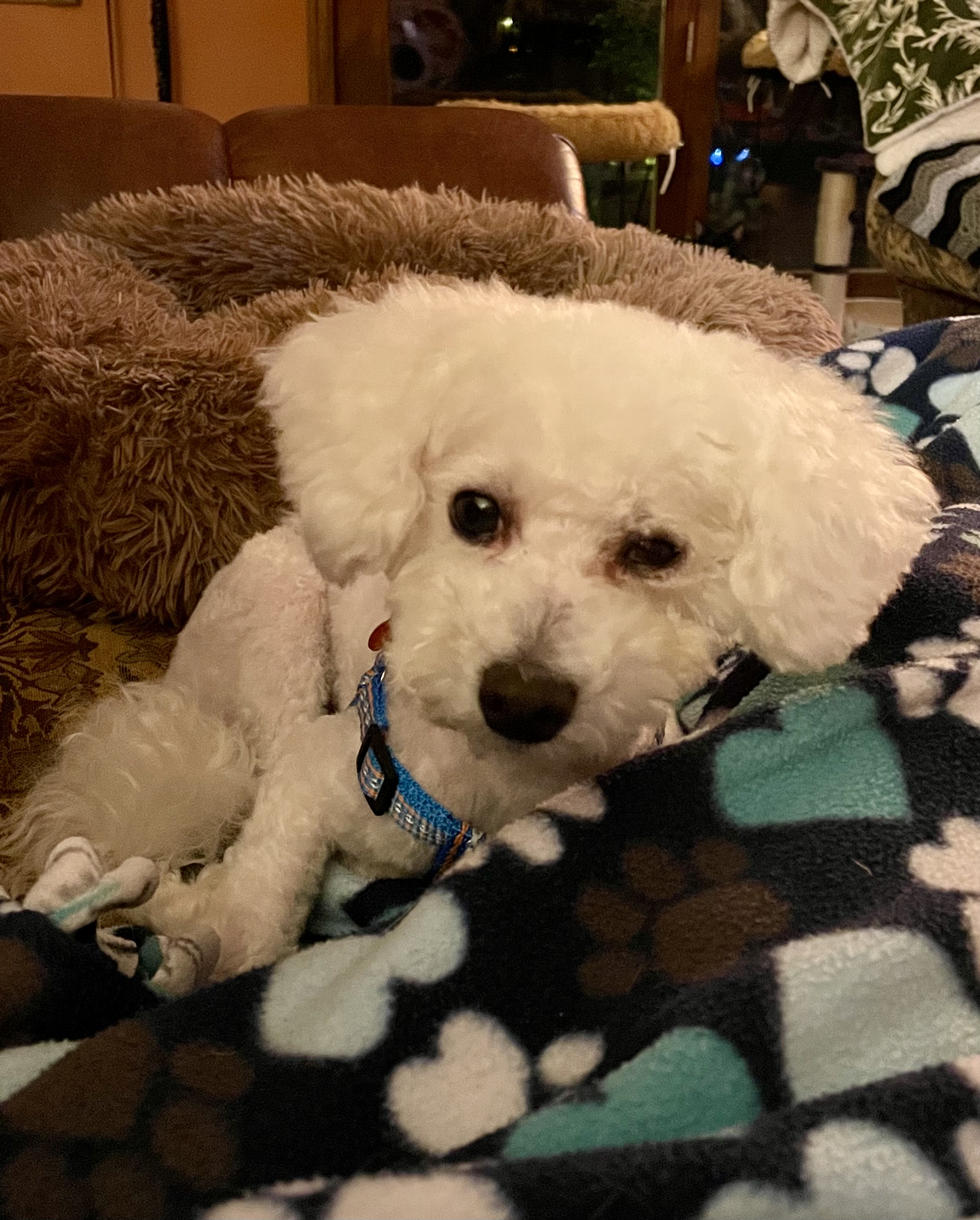 Dogs for Adoption MN | Adopt a Dog in Minnesota | Pet Haven
