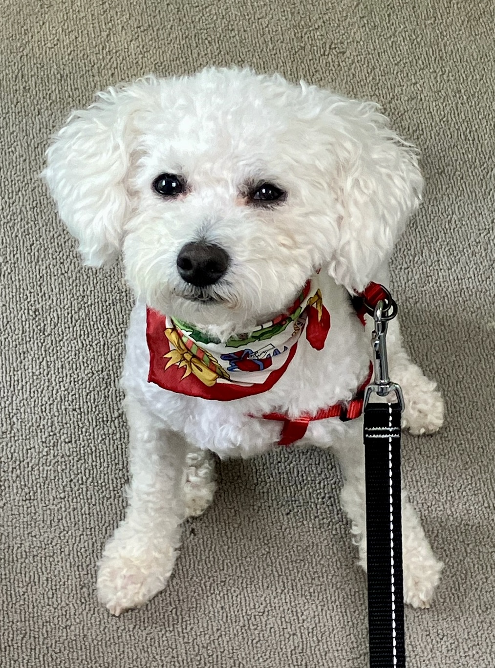 Dogs for Adoption MN | Adopt a Dog in Minnesota | Pet Haven