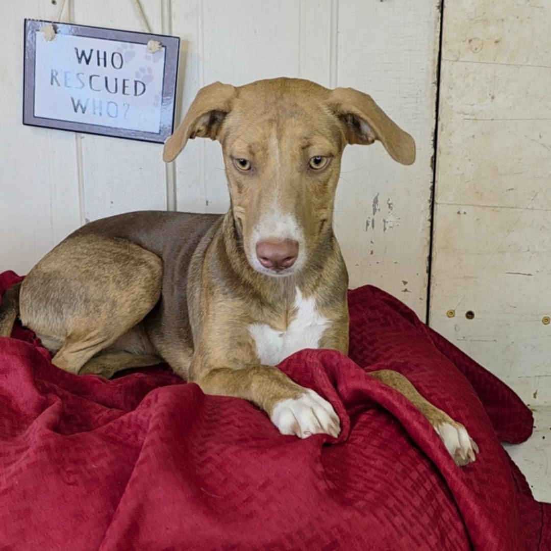 Dog for adoption - Charlotte, a Feist & Greyhound Mix in Roscoe, IL ...