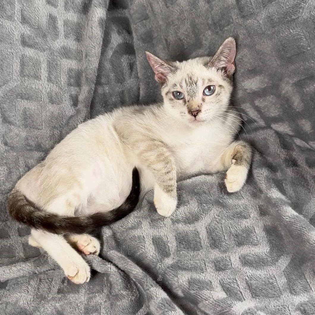 Cat for adoption - Rocco, a Siamese in Laconia, NH | Petfinder