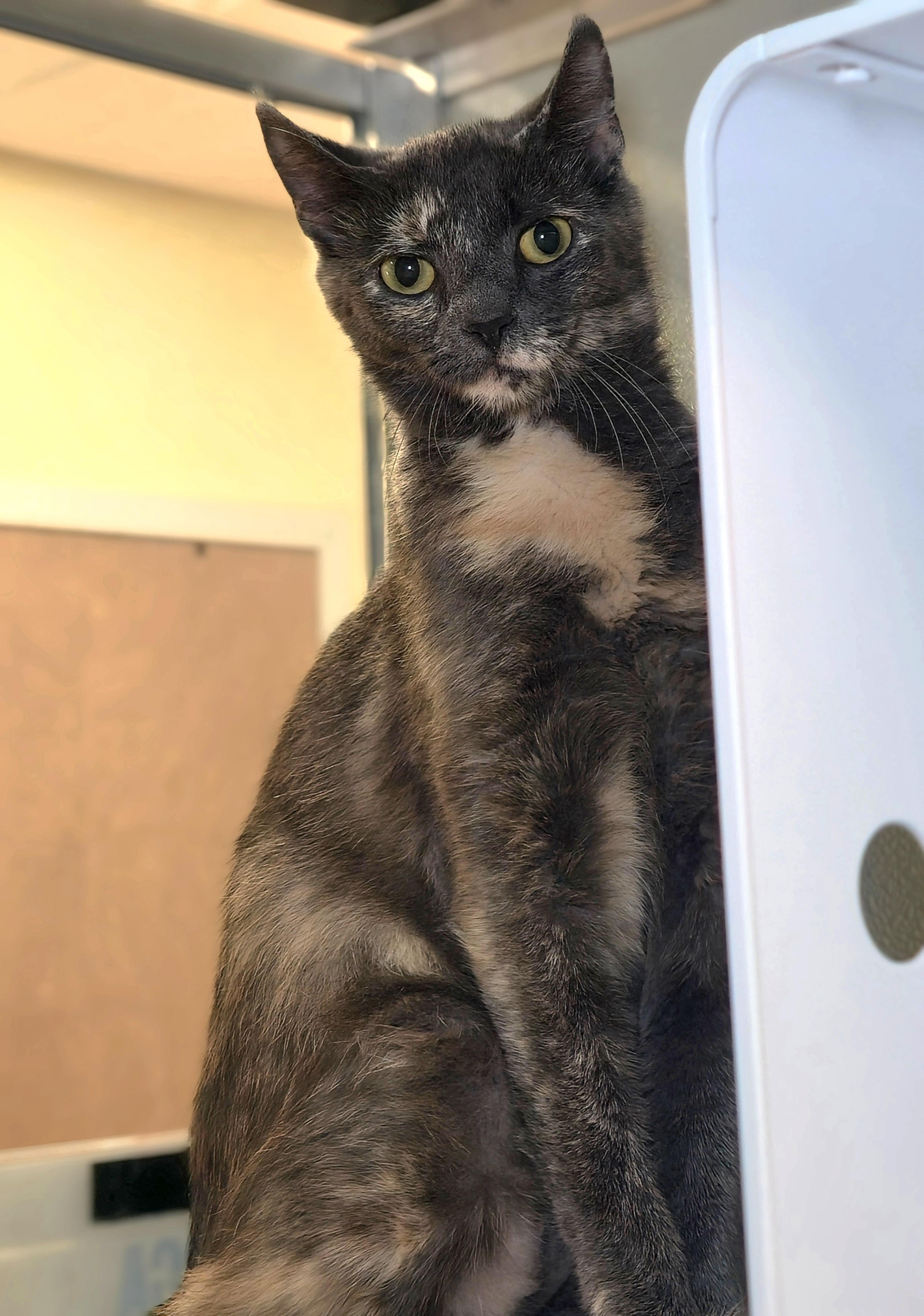 Cat for adoption - Sharona, a Domestic Short Hair in Briarcliff Manor ...