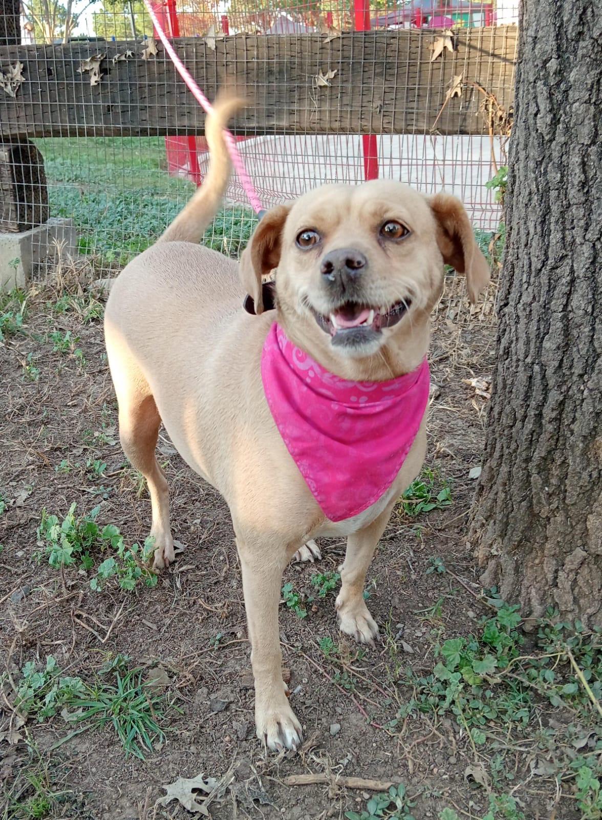 Dog for adoption - Panchita, a Beagle & Chihuahua Mix in New Britain ...