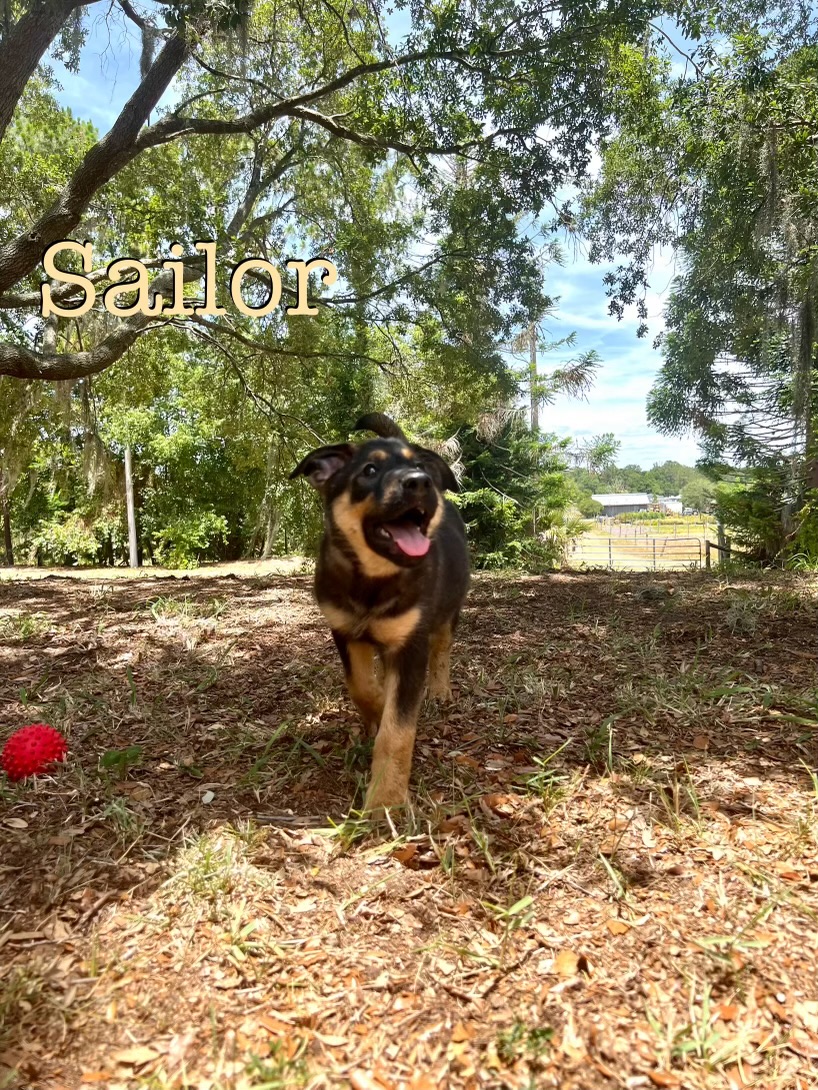 Florida Dog Adoptions | Dogs for Adoption in FL