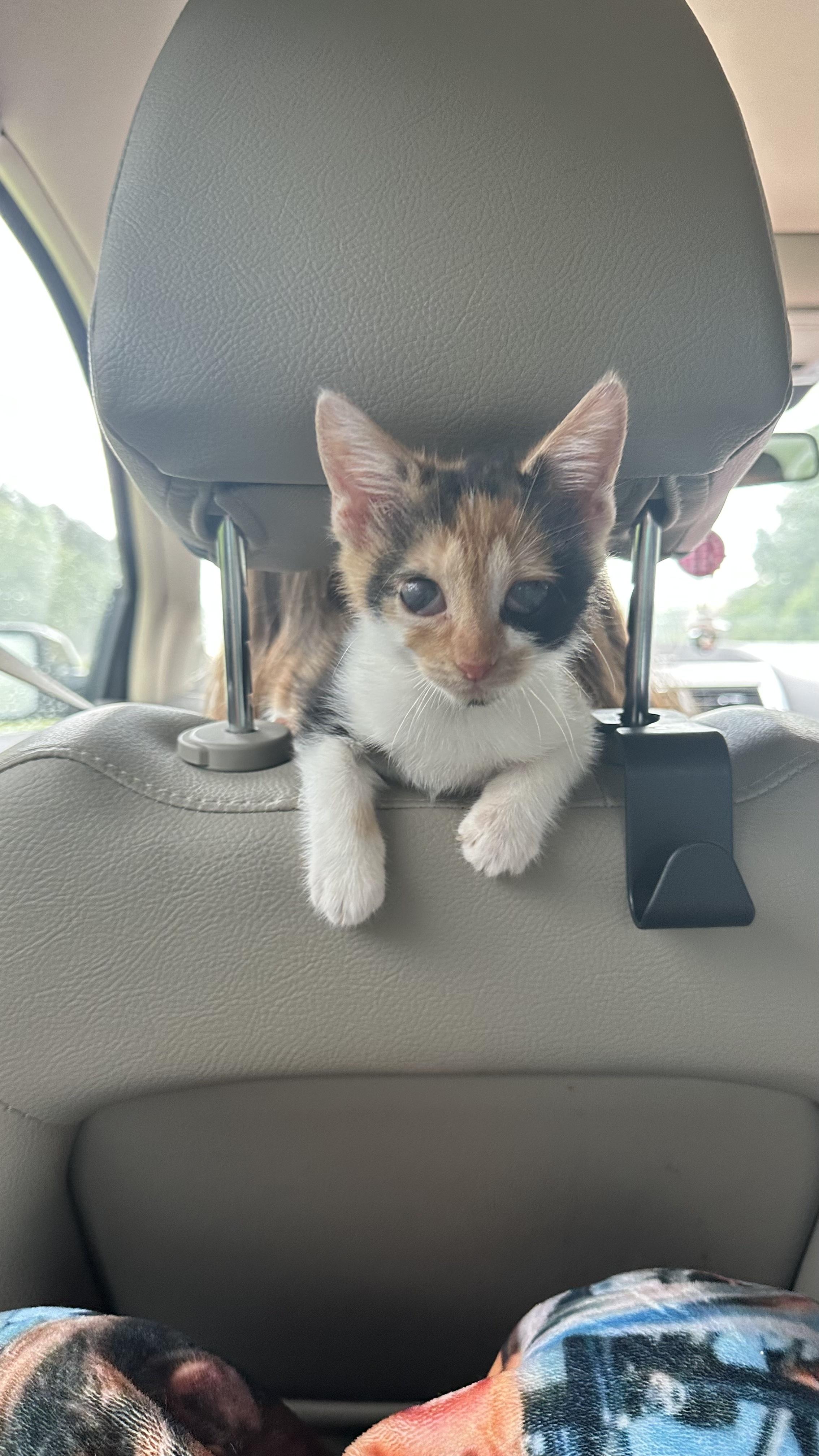Cat for adoption - Brussel Sprout, a Calico in Northwood, NH | Petfinder