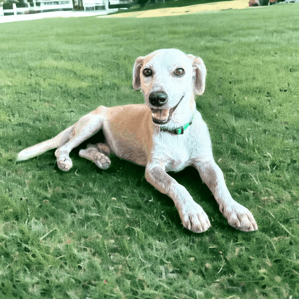 Dog for adoption - Armani, a Mixed Breed in San Jose, CA | Petfinder