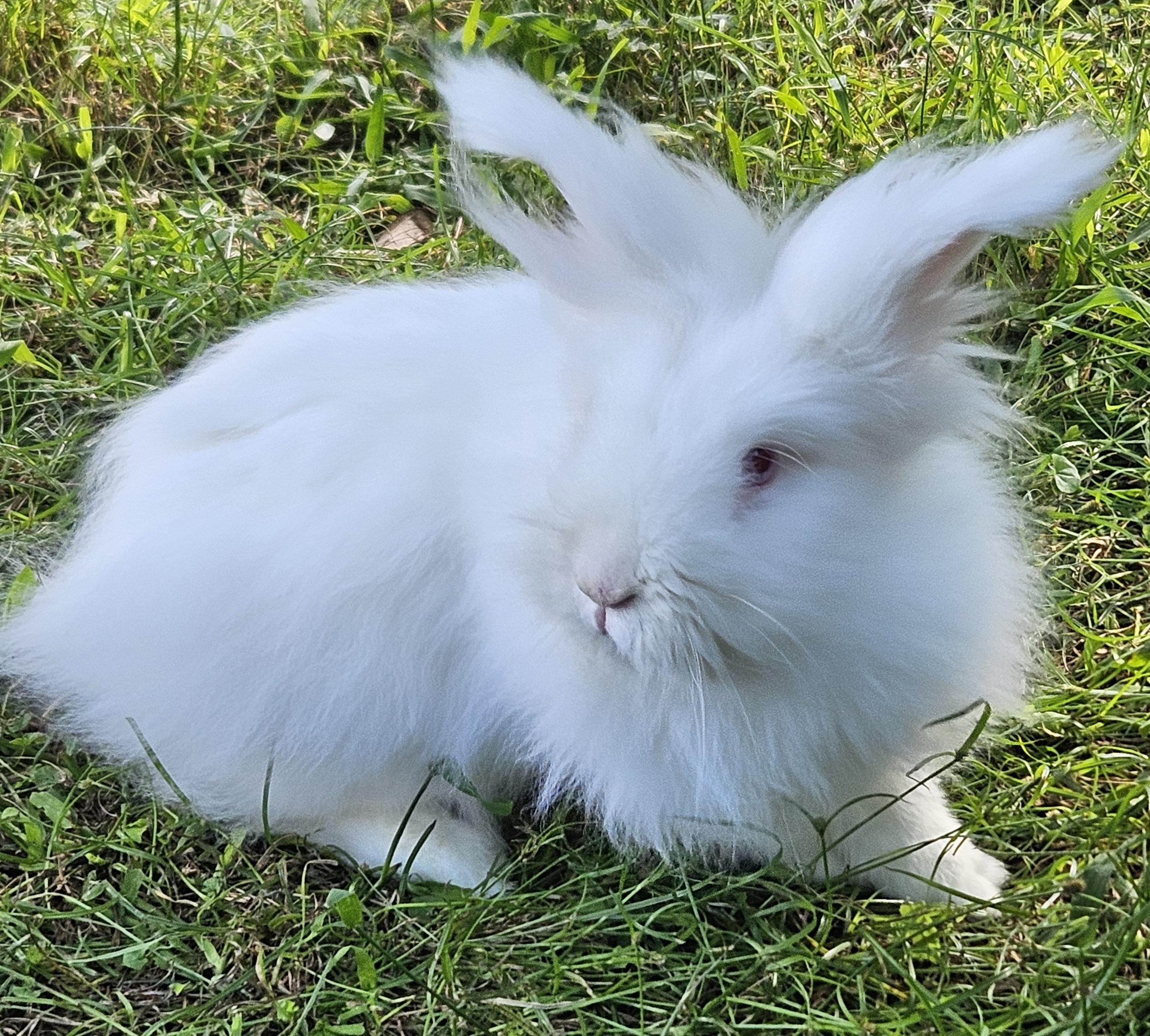 Rabbit for adoption - Spooky Pete, an Angora Rabbit in FOLEY, AL ...