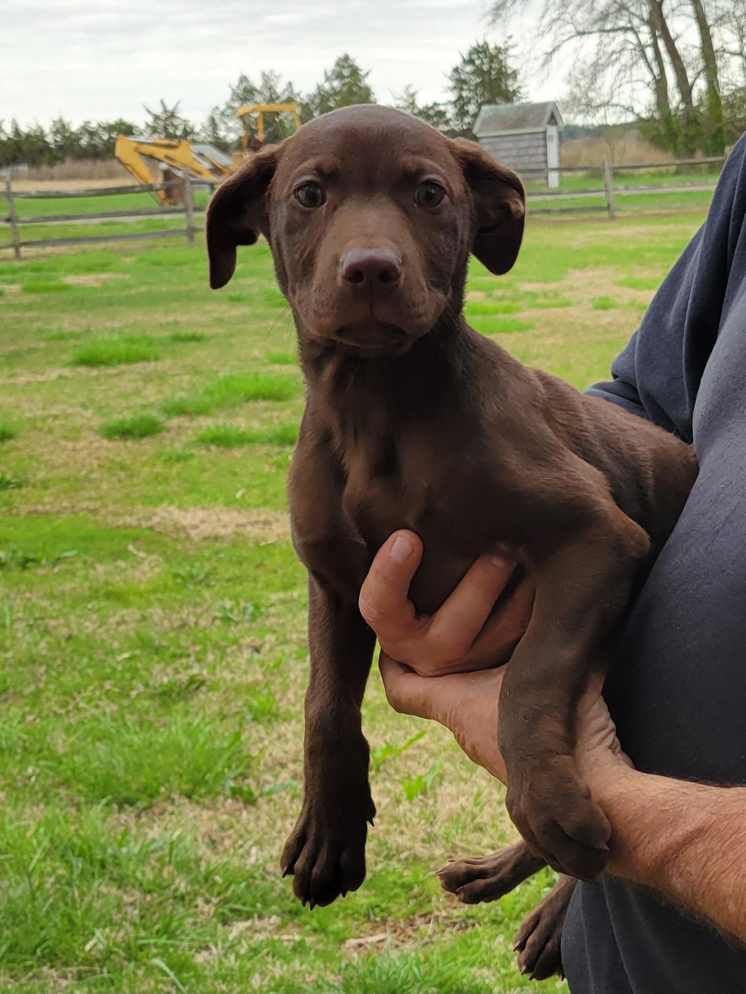 Dog for adoption - Daisy, a Labrador Retriever Mix in Cambridge, MD ...