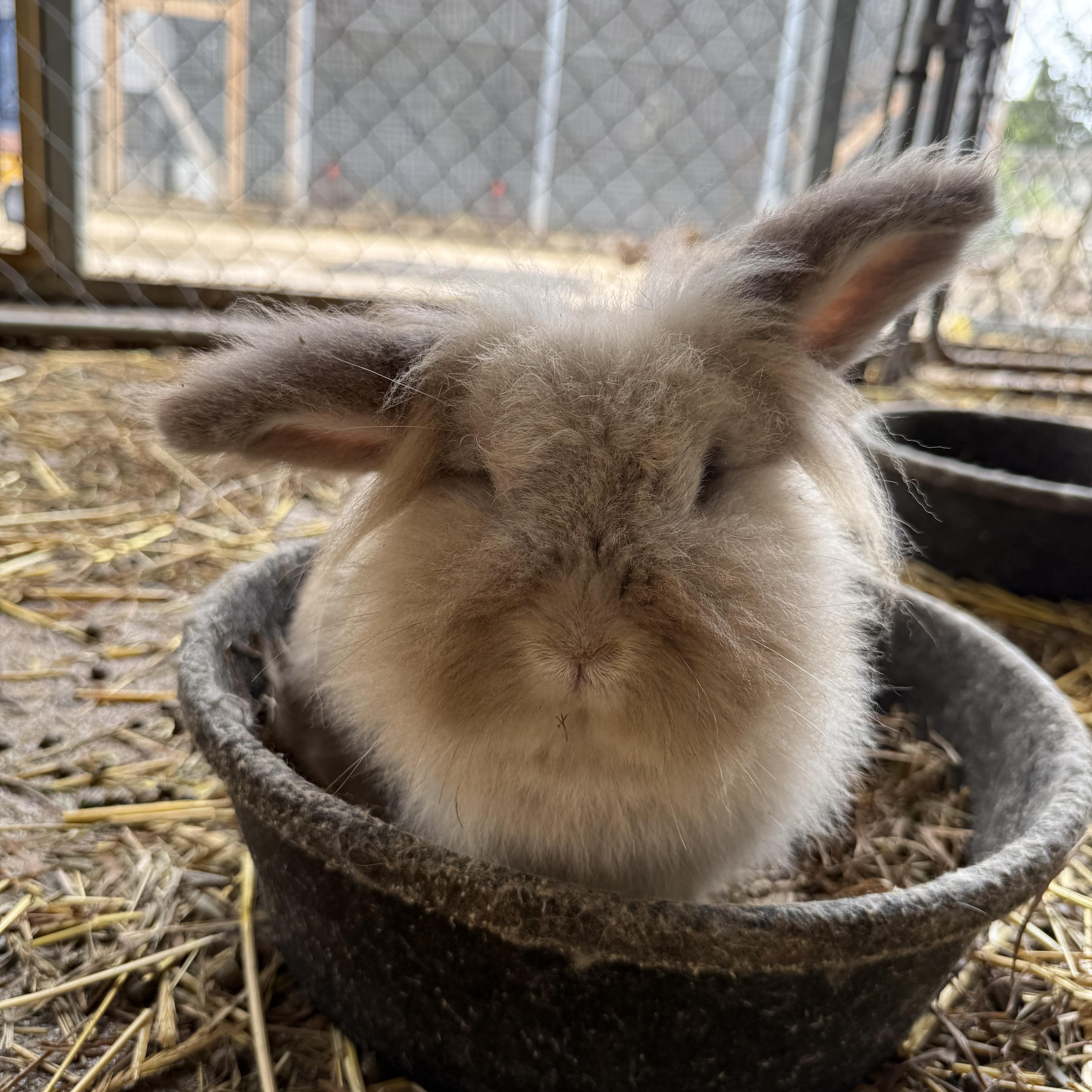 Rabbit for adoption - Taffy, a Lionhead in Indian Trail, NC | Petfinder