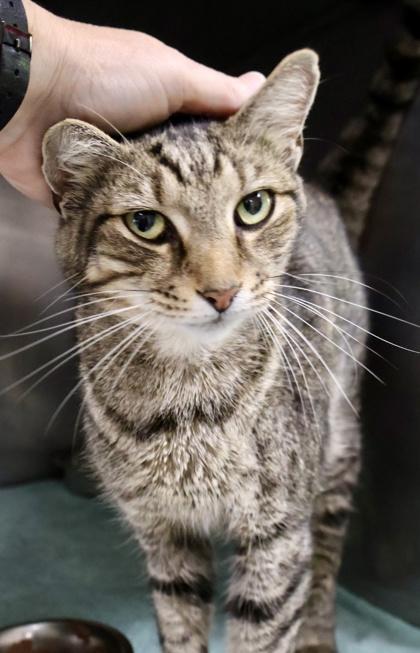Cat for adoption - Jeff, a Domestic Short Hair in Athens, GA | Petfinder