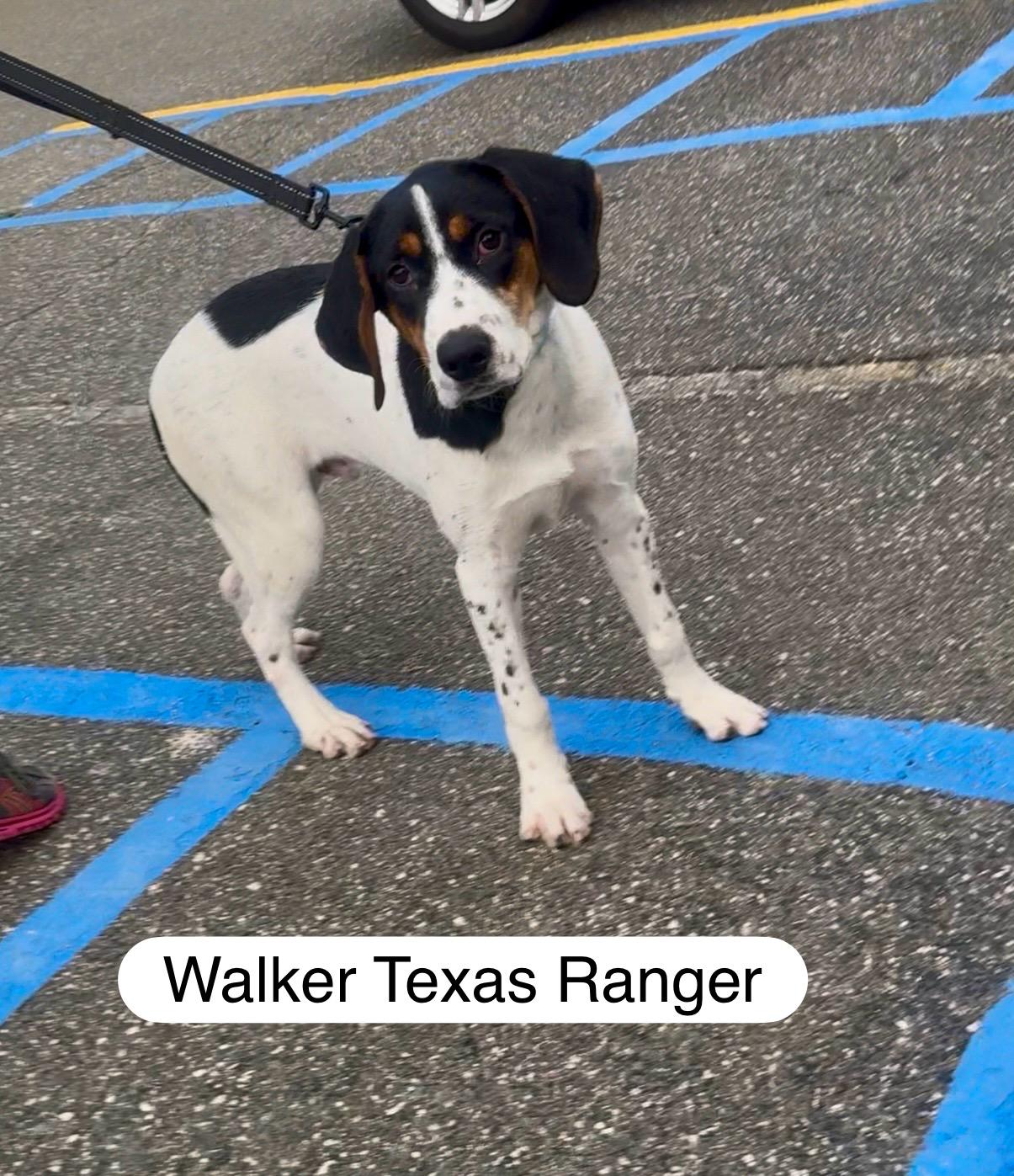 Dog for adoption - Walker Texas Ranger, a Mixed Breed in Wantagh, NY ...