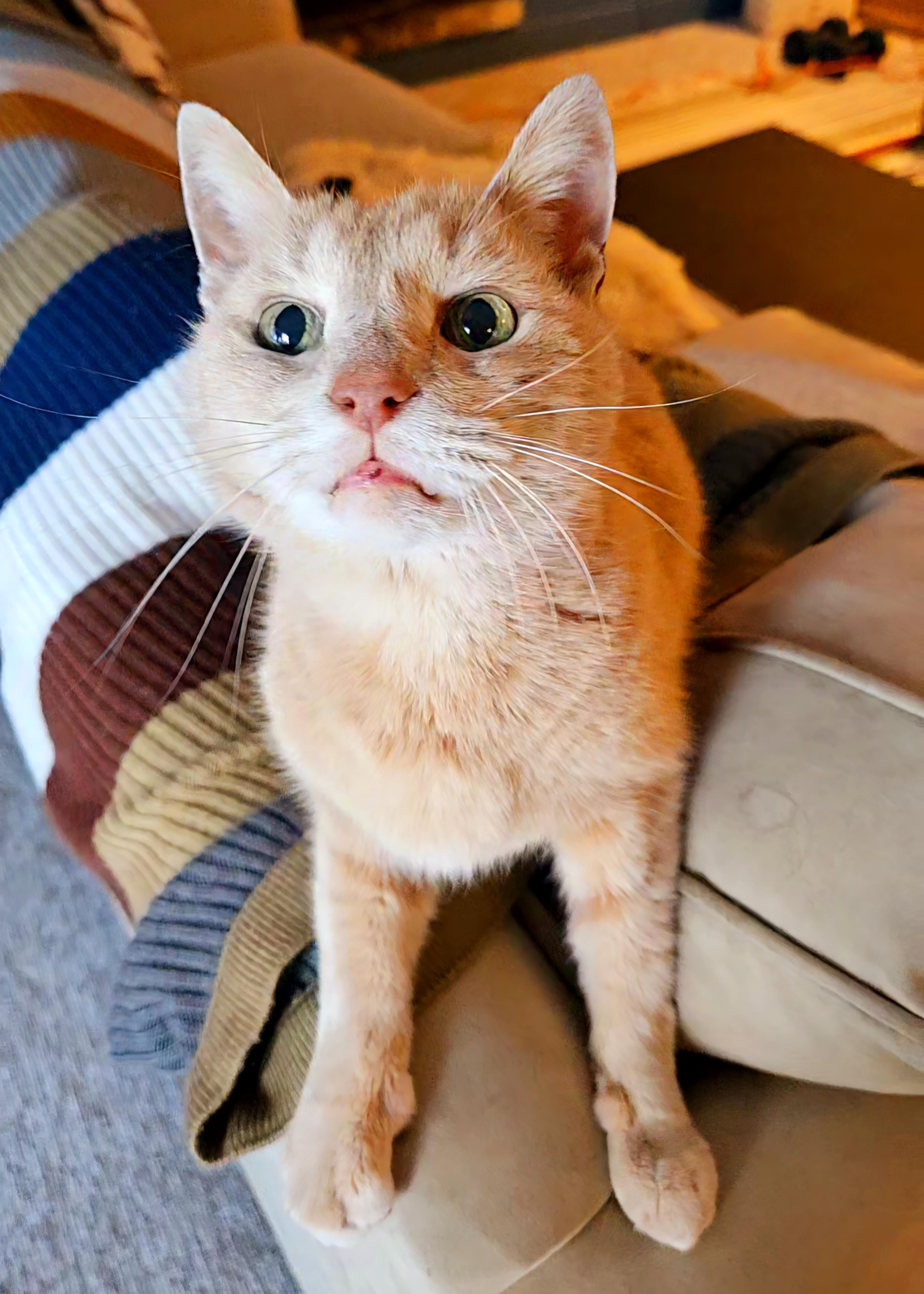 Cat for adoption - Zed, a Domestic Short Hair in Syracuse, NY | Petfinder