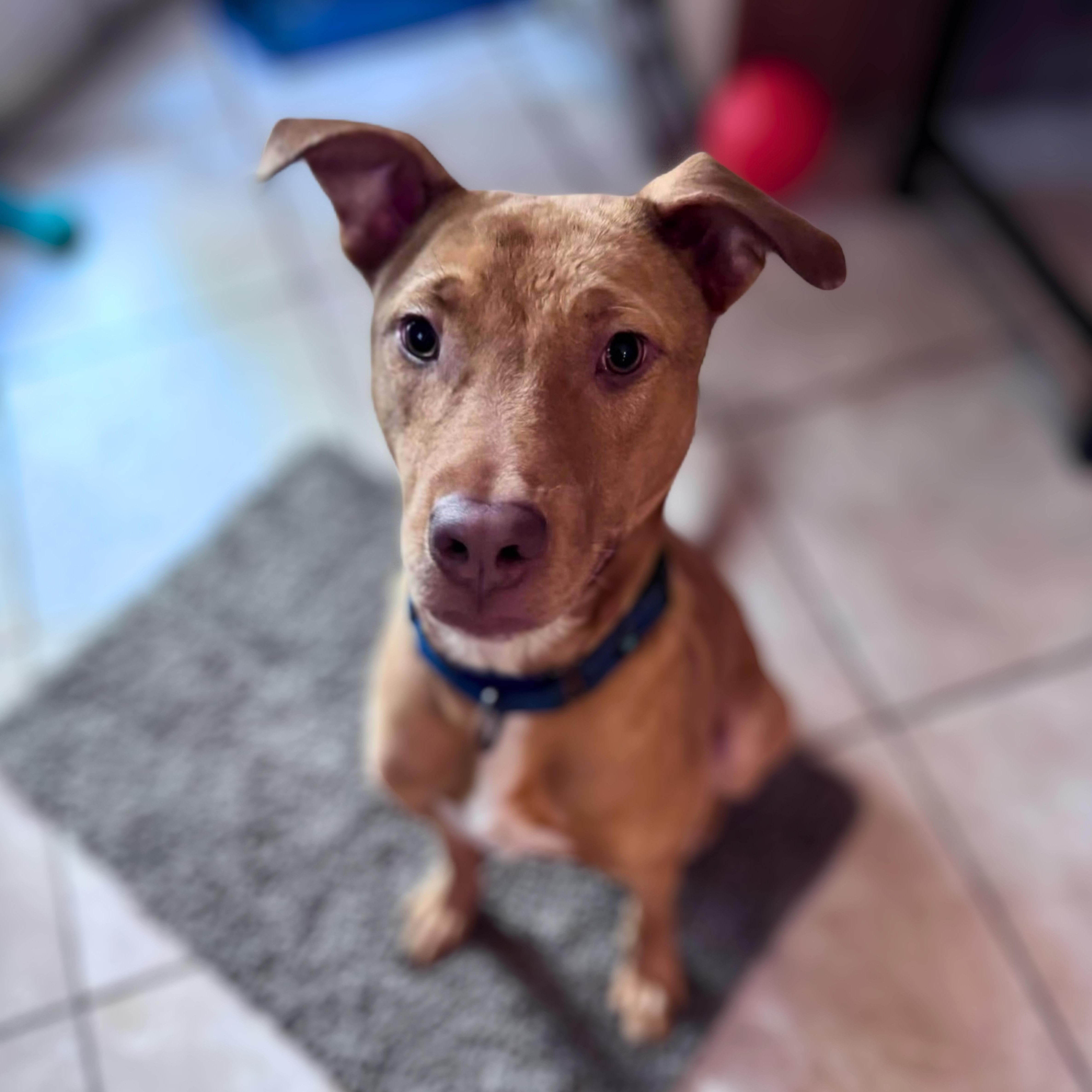 Dog for adoption - Dierks Bentley, a Pit Bull Terrier in Bellingham ...
