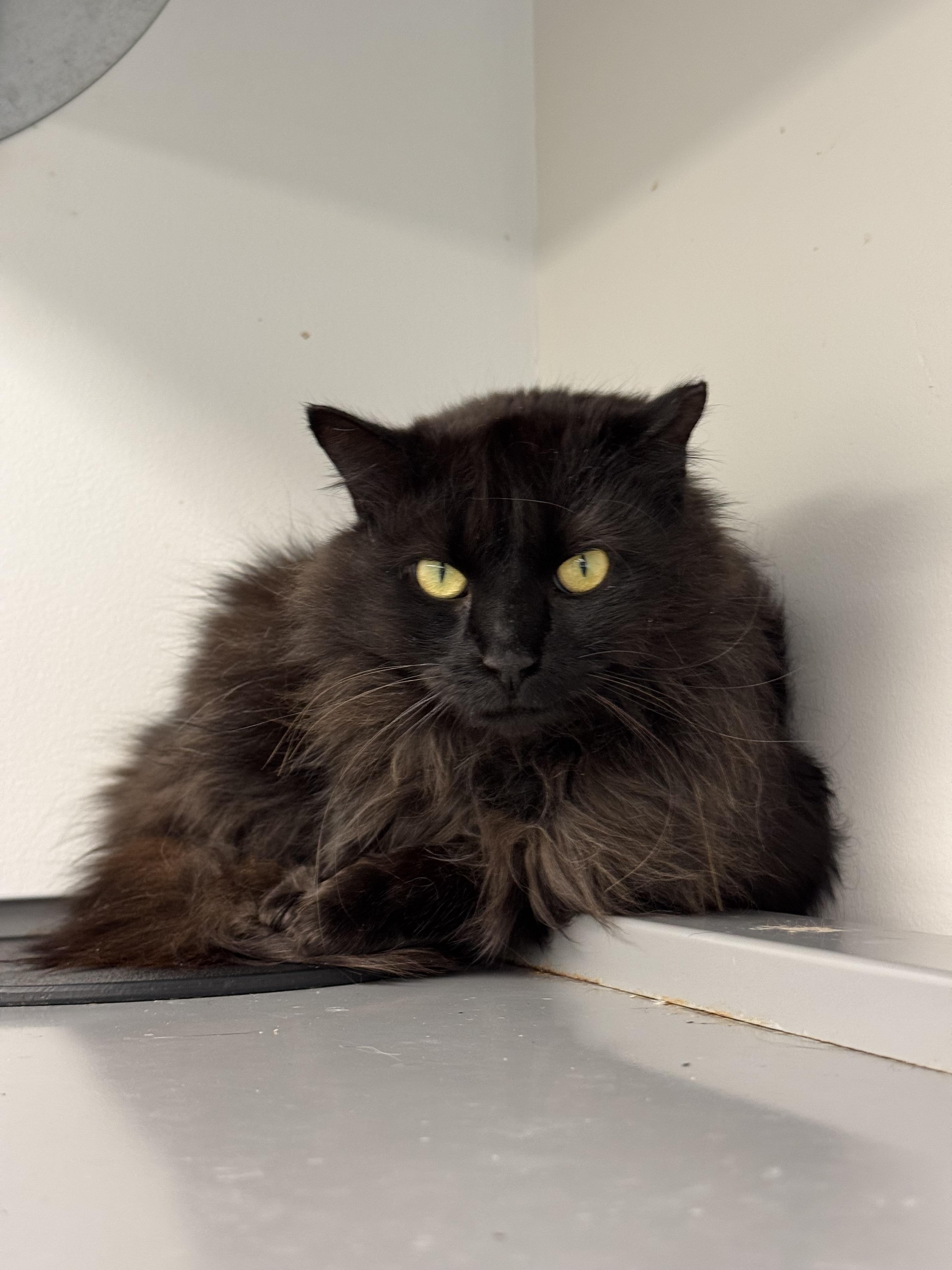 Cat for adoption - Patsy, a Domestic Long Hair in AQUEBOGUE, NY | Petfinder