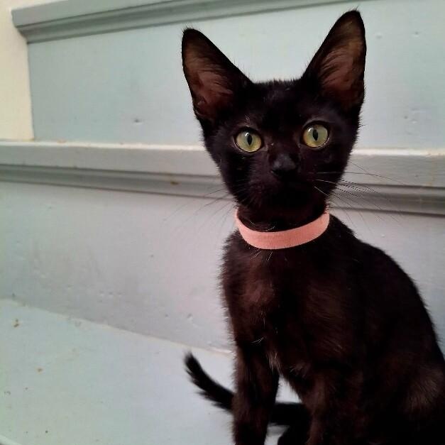 Cat for adoption - Judy Holcomb TCHS, a Domestic Short Hair & Bombay ...