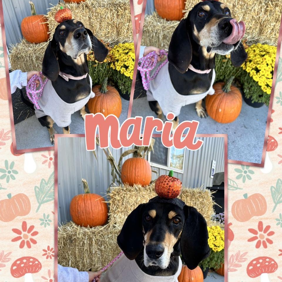 Dog for adoption - Maria, a Hound in Howes Cave, NY | Petfinder