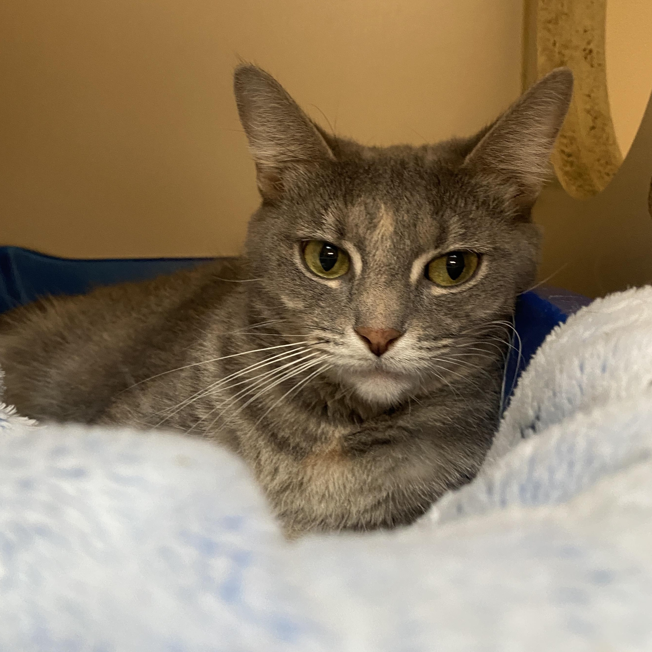 Cat for adoption - Dahlia, a Domestic Short Hair in Elyria, OH | Petfinder