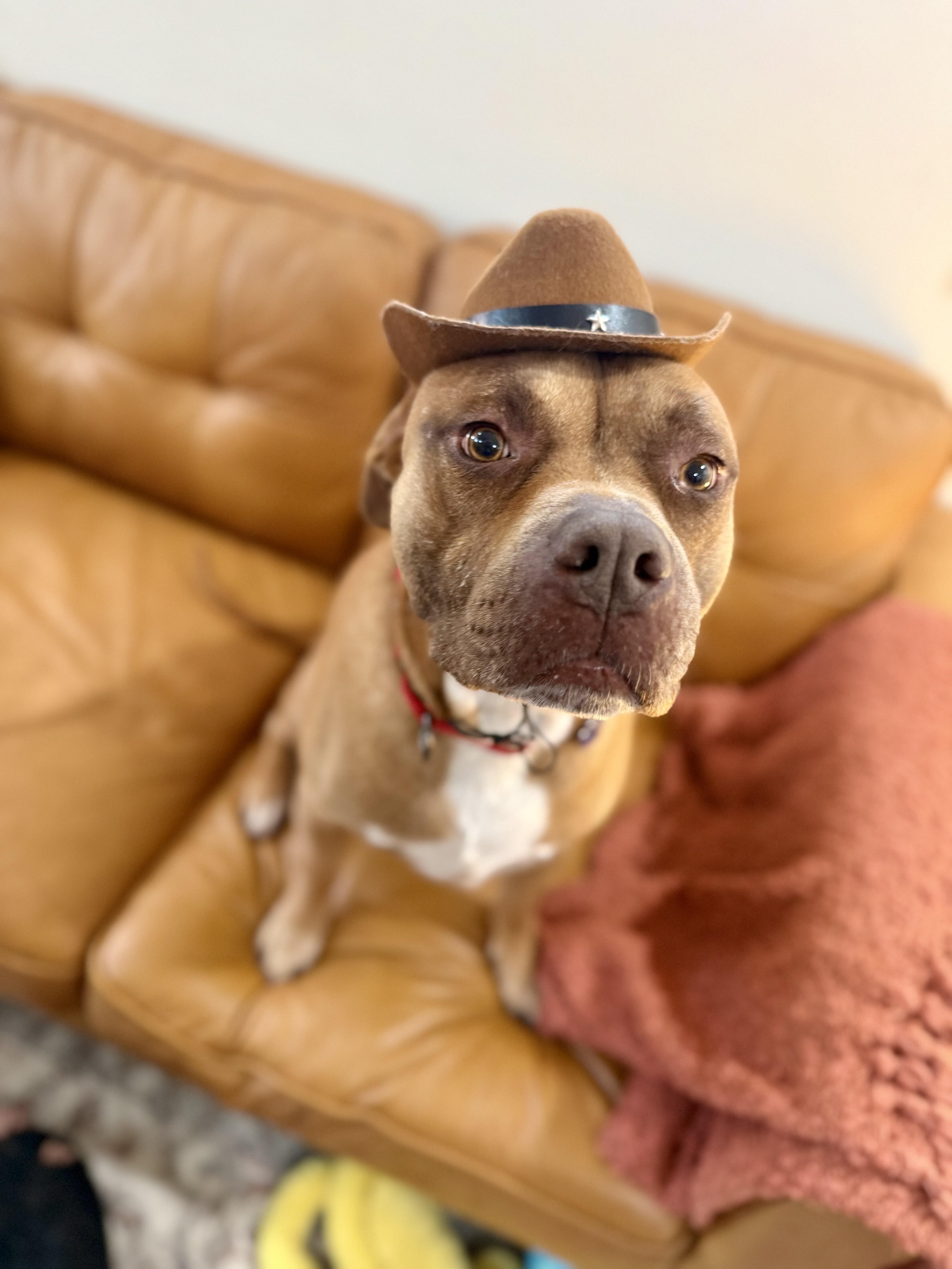 Dog for adoption - Carmelo Melo Bear Mr. Laid back and Loveable, an ...