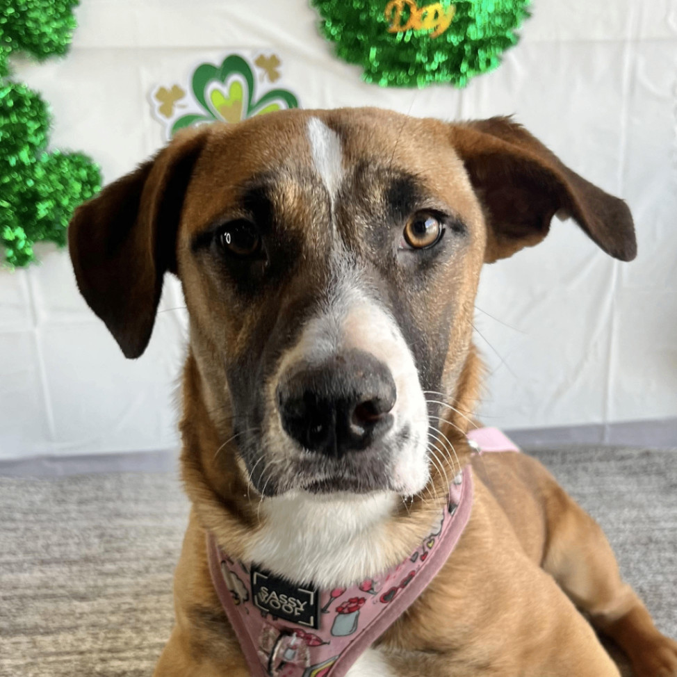 Dog for adoption - Ava, a Shepherd & Corgi Mix in San Jose, CA | Petfinder