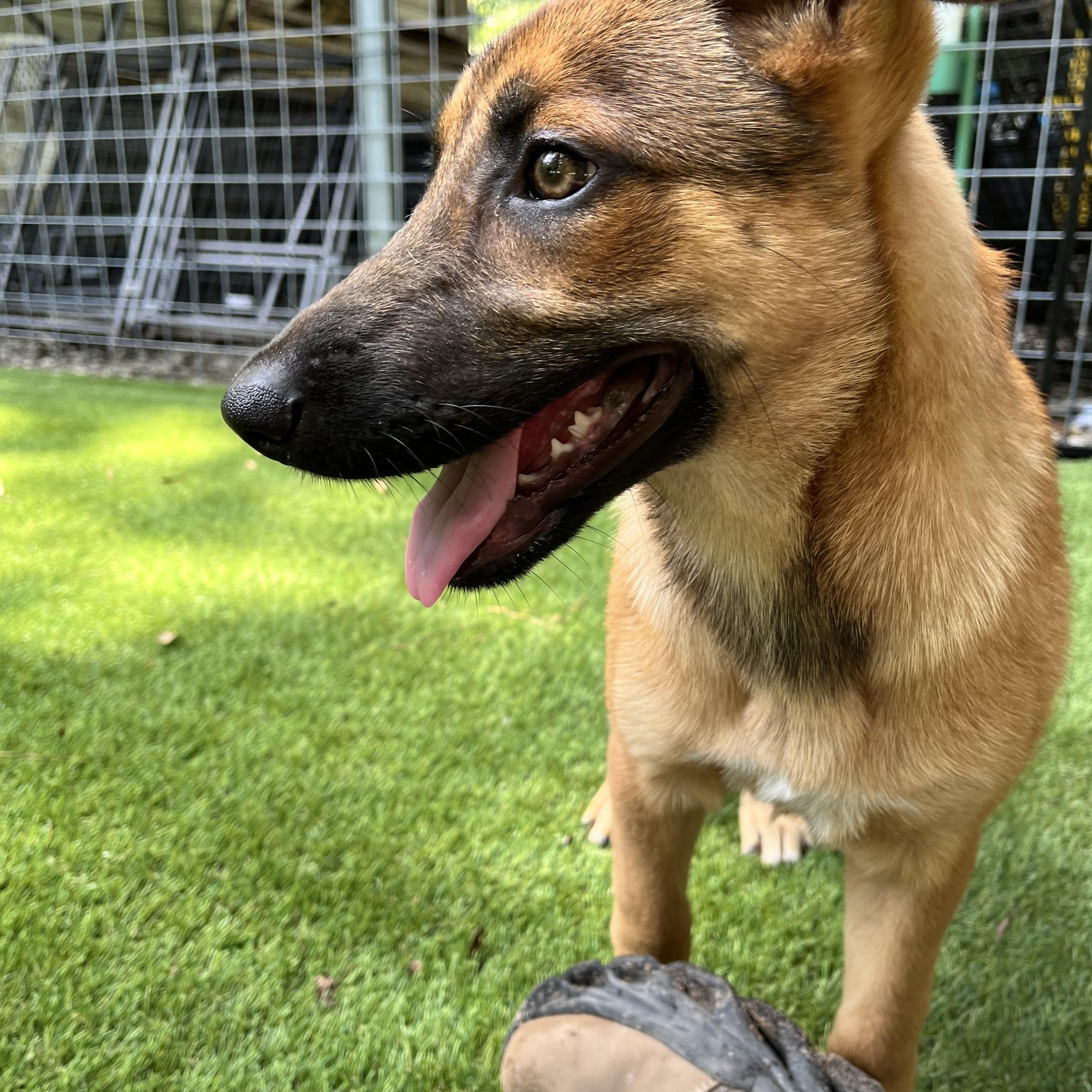 Dog for adoption - Lilith, a German Shepherd Dog Mix in Cedar Rapids ...
