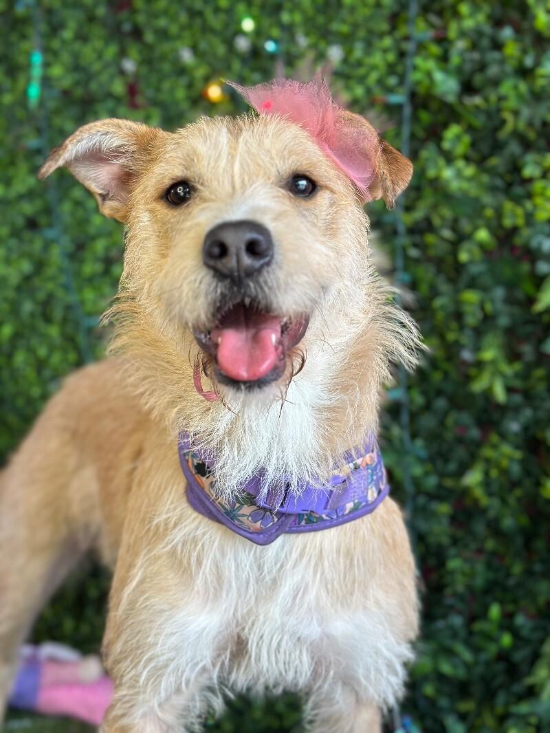 Dog for adoption - Calipso, a Border Terrier & Yellow Labrador ...