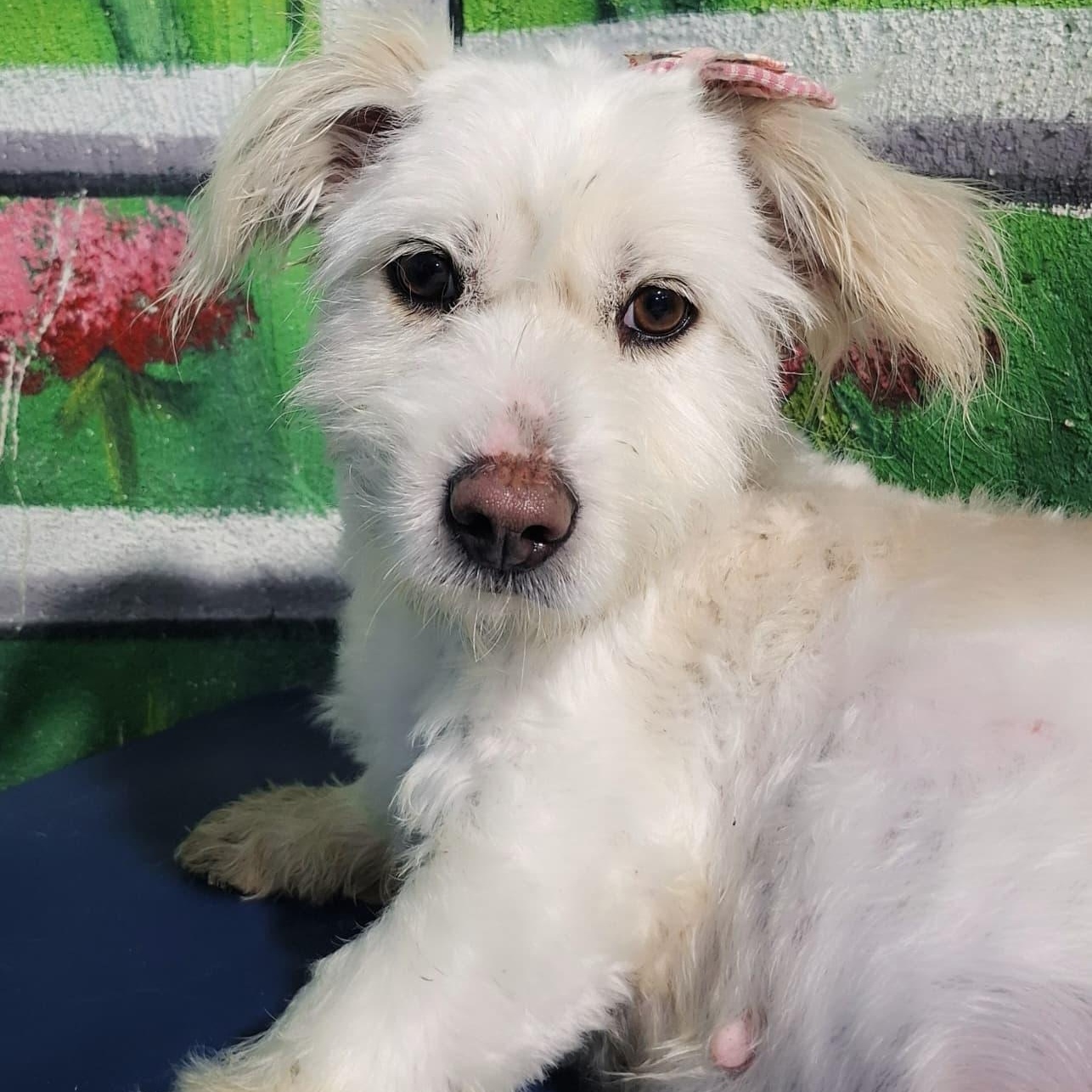 Ms. Snow Flake Sheila - Adoptable Pet | Petfinder | Petfinder