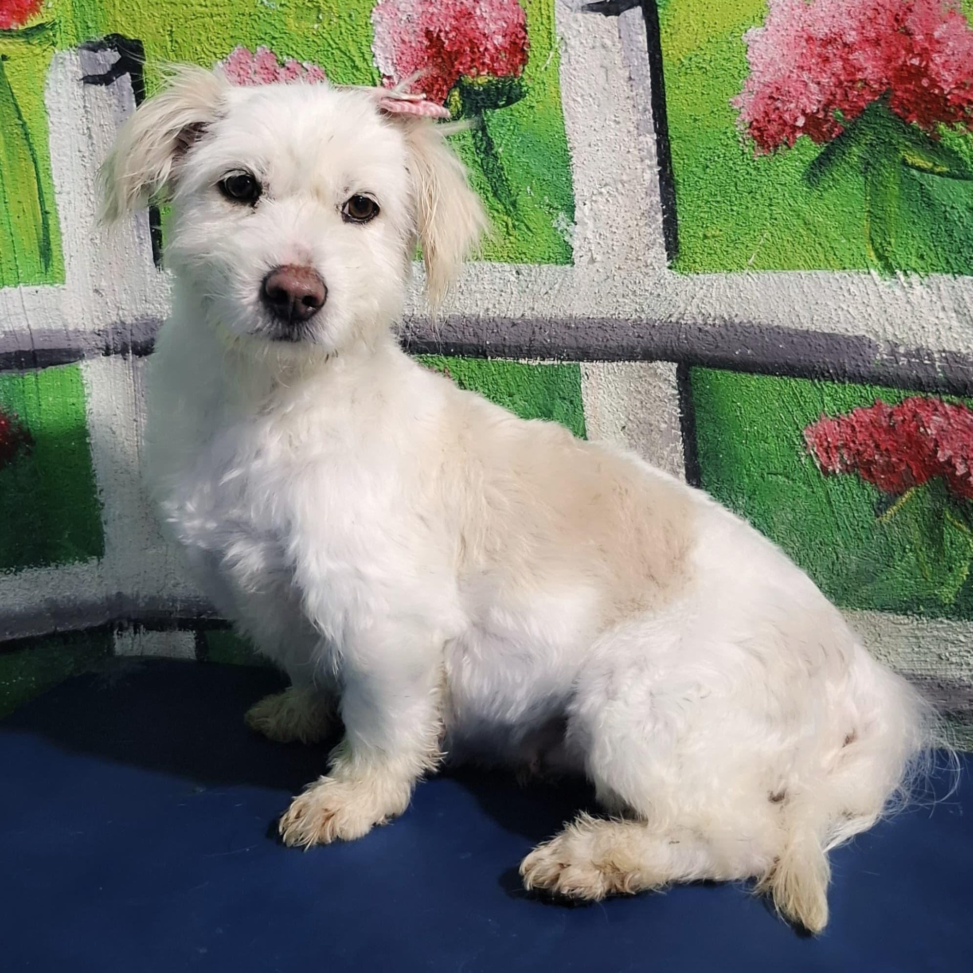 Ms. Snow Flake Sheila - Adoptable Pet | Petfinder | Petfinder