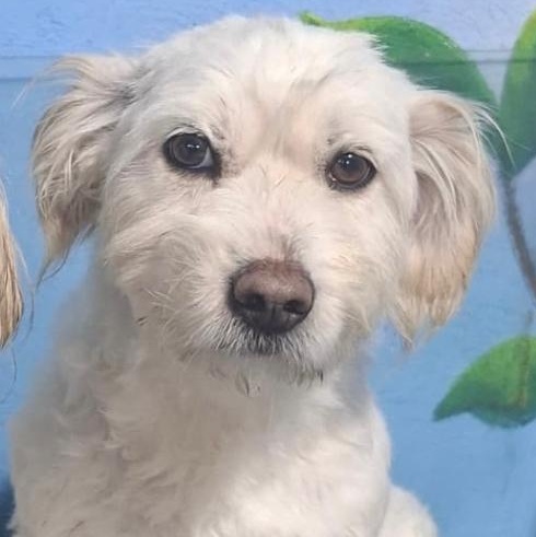 Ms. Snow Flake Sheila - Adoptable Pet | Petfinder | Petfinder