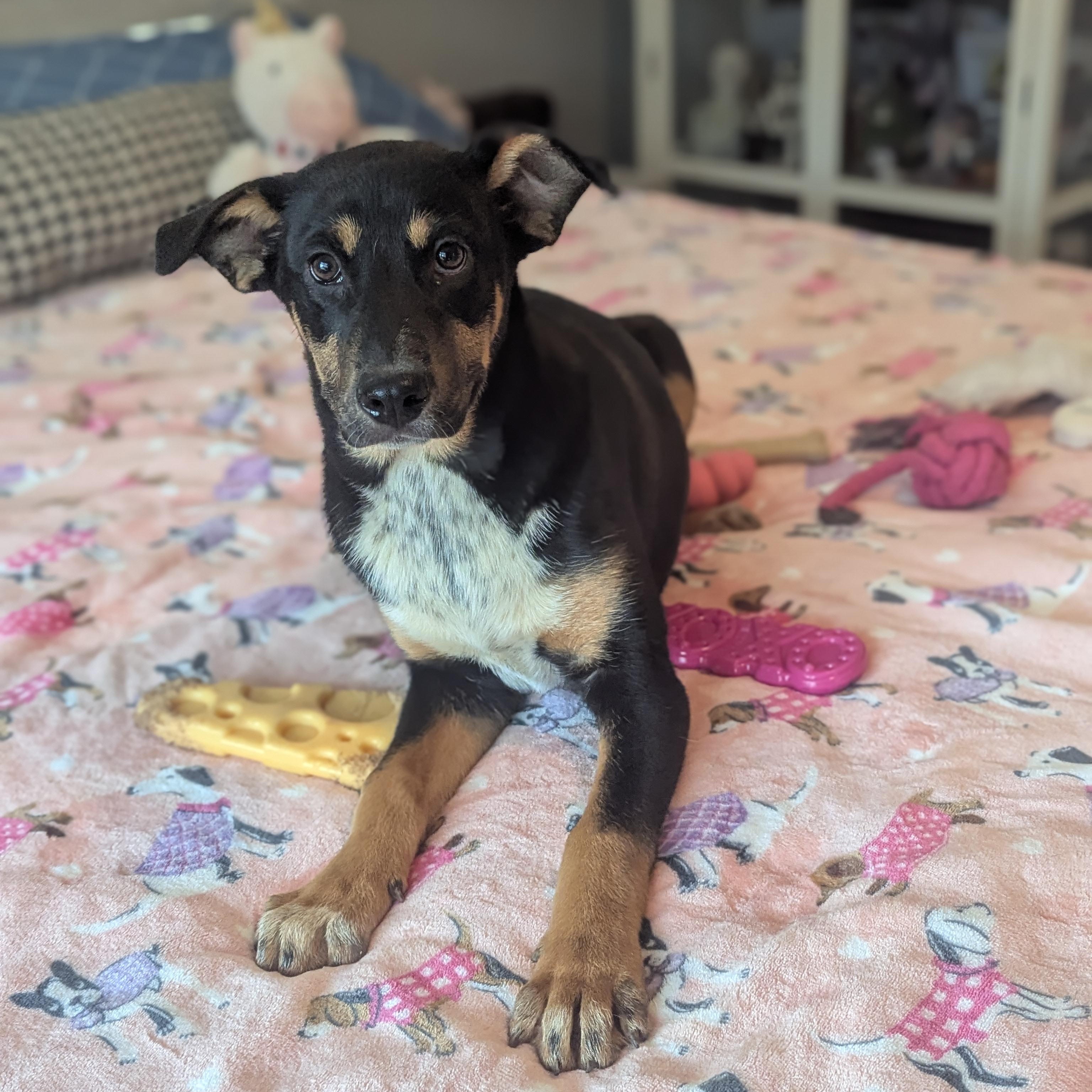 Dog for adoption - Mariah, a German Shepherd Dog & Australian Cattle ...
