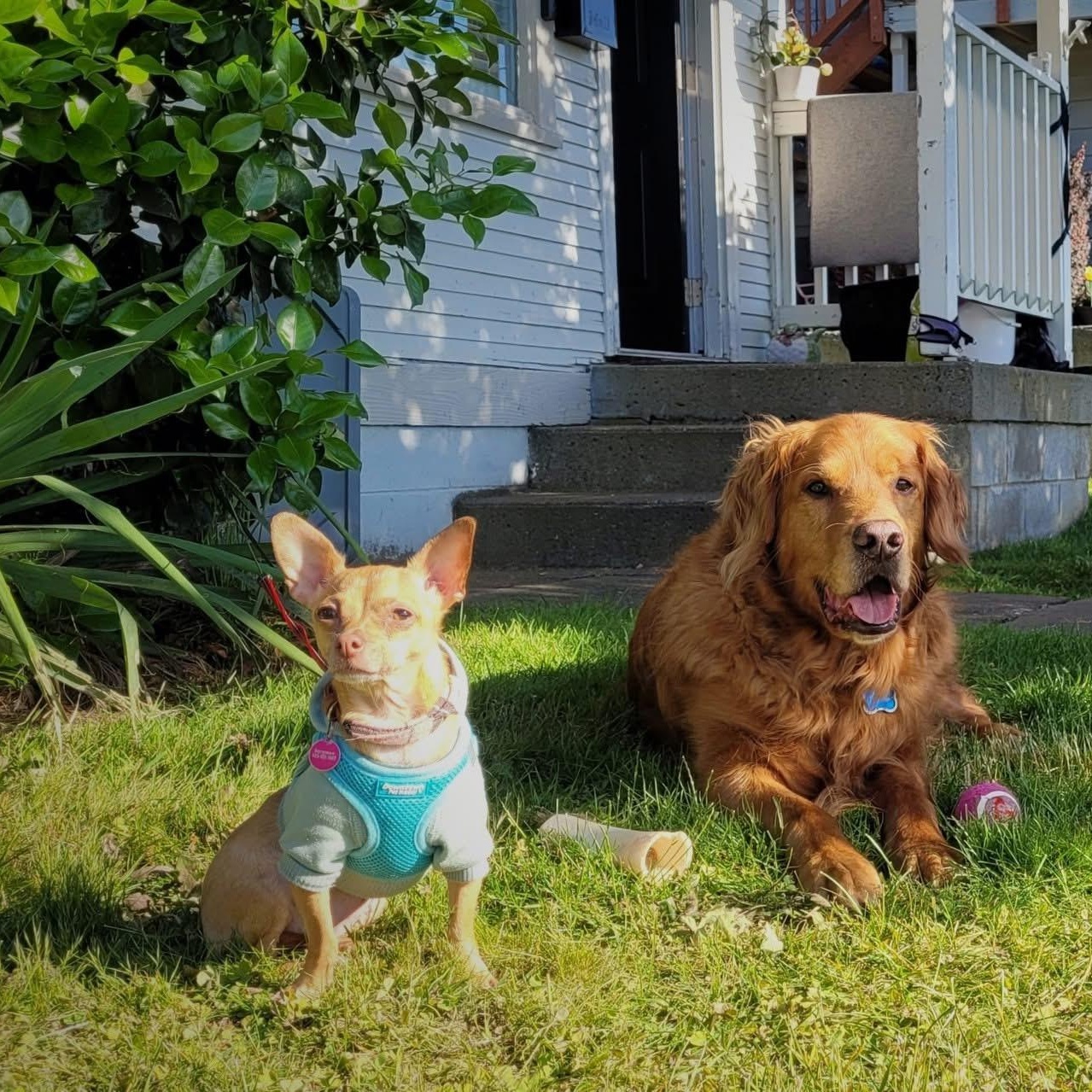 Available Dogs - Washington German Shepherd Rescue
