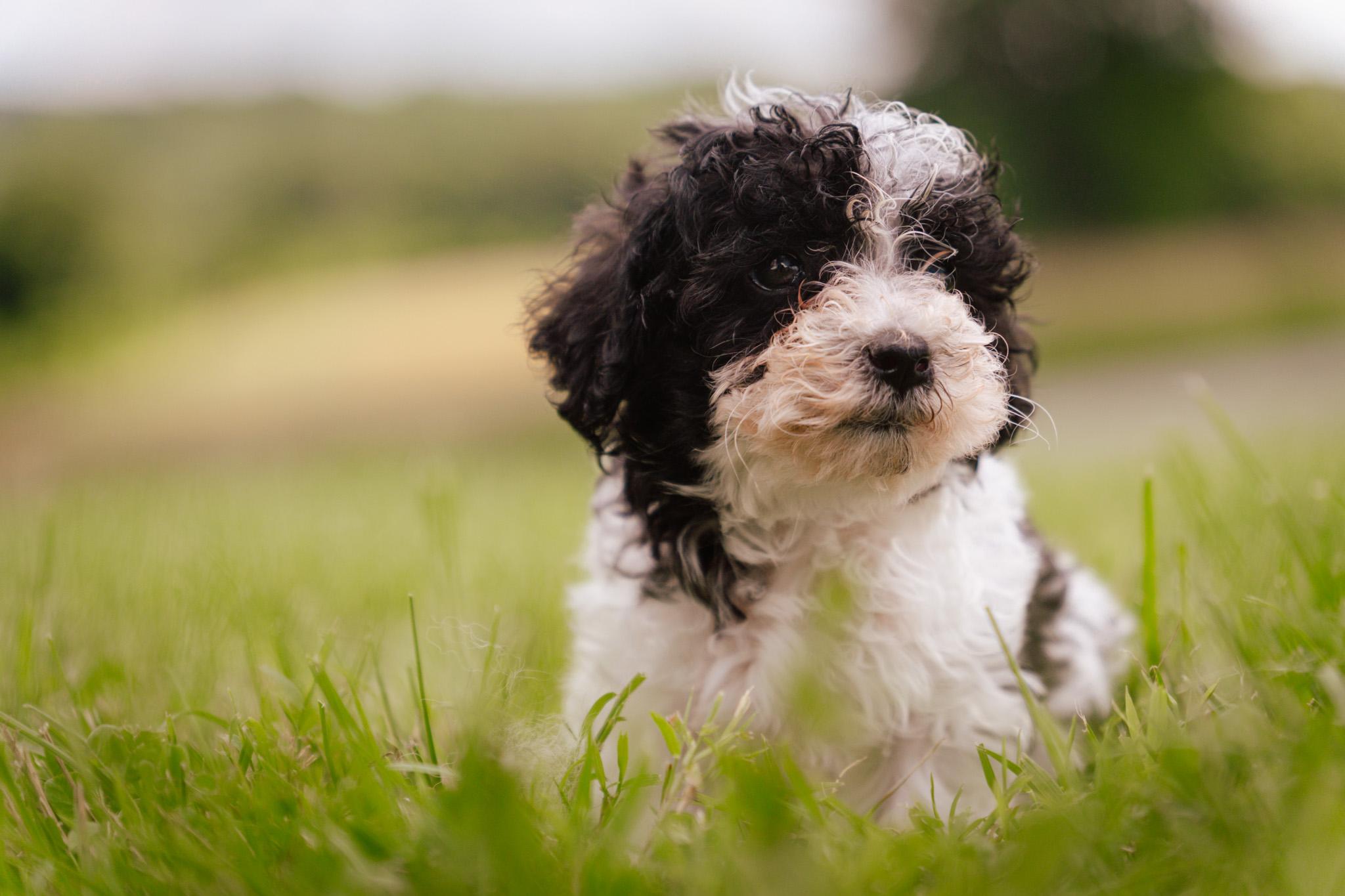 Dog for adoption - Everly, a Miniature Poodle Mix in Gradyville, KY ...