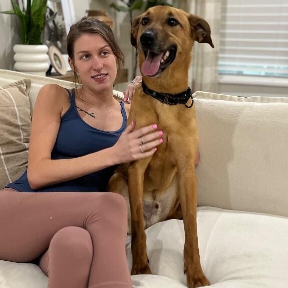 Dog for adoption - Sheldon Cooper, a Black Mouth Cur & Greyhound Mix in ...