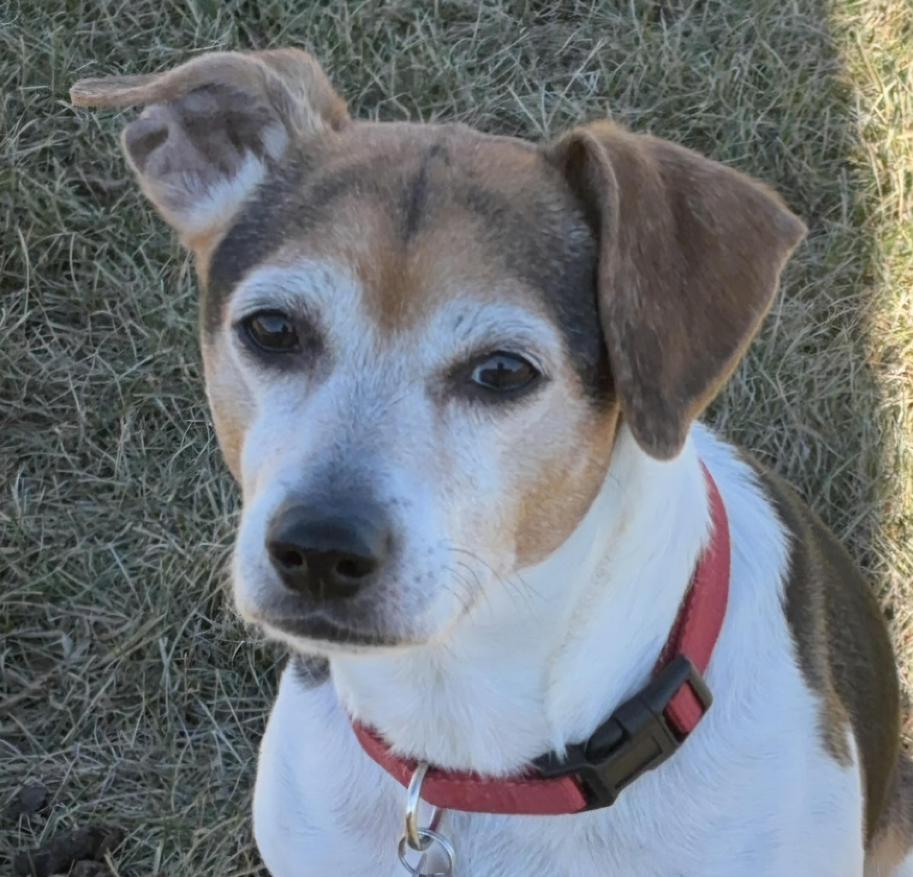 Dog for adoption - George, a Beagle Mix in Normal, IL | Petfinder
