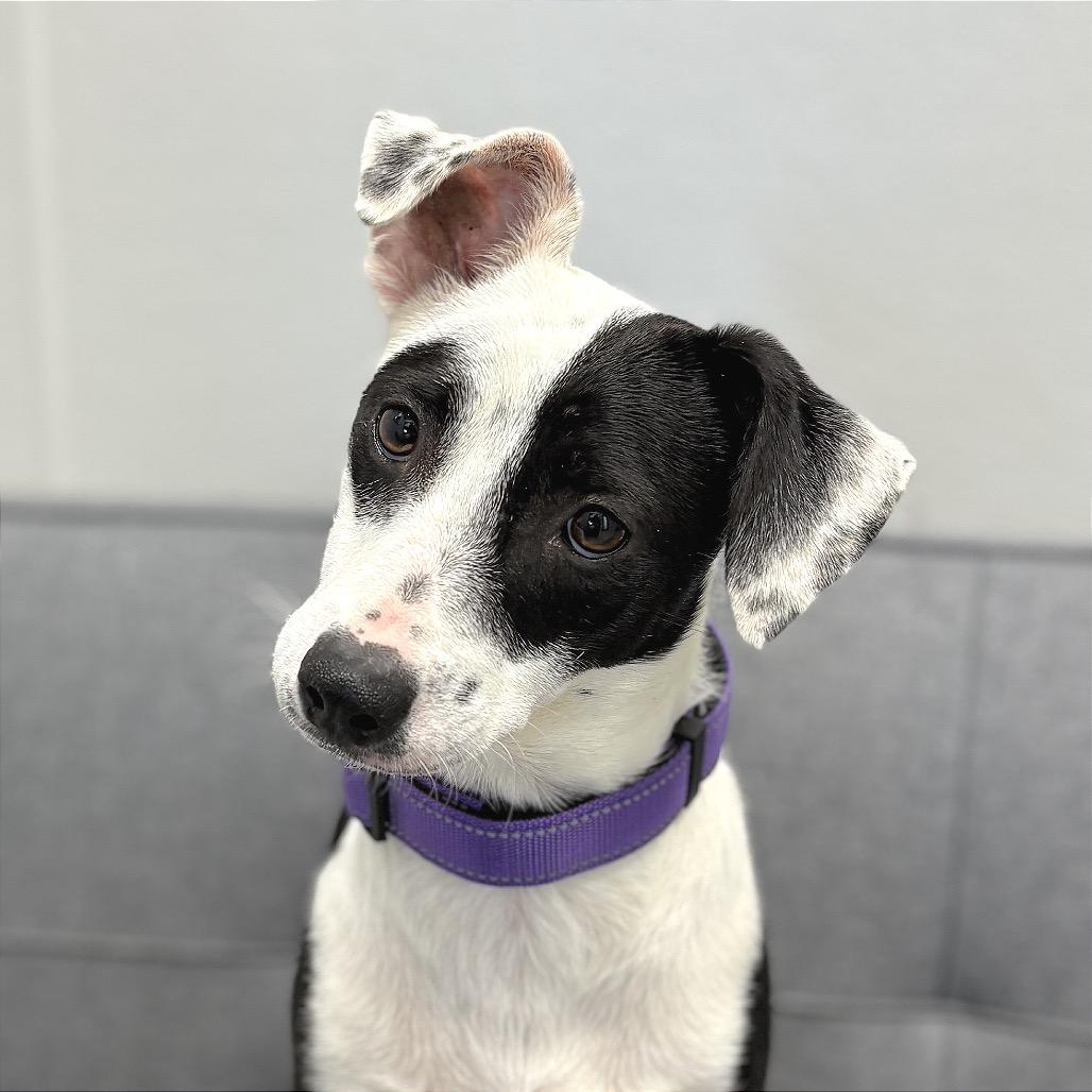 Dog for adoption - Bunny, a Whippet Mix in Monticello, IA | Petfinder