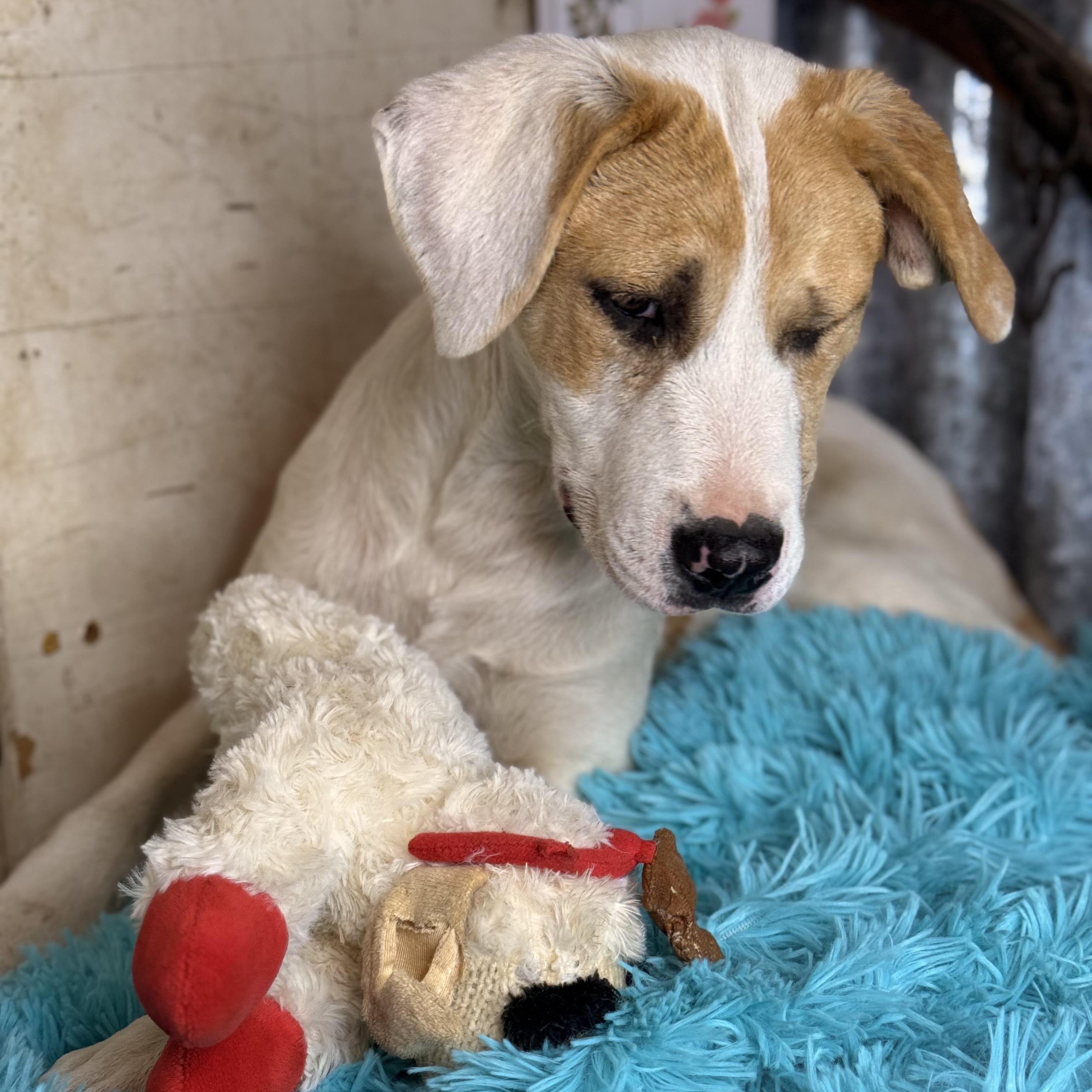 Dog for adoption - Odette, a Coonhound & Great Pyrenees Mix in Fond Du ...