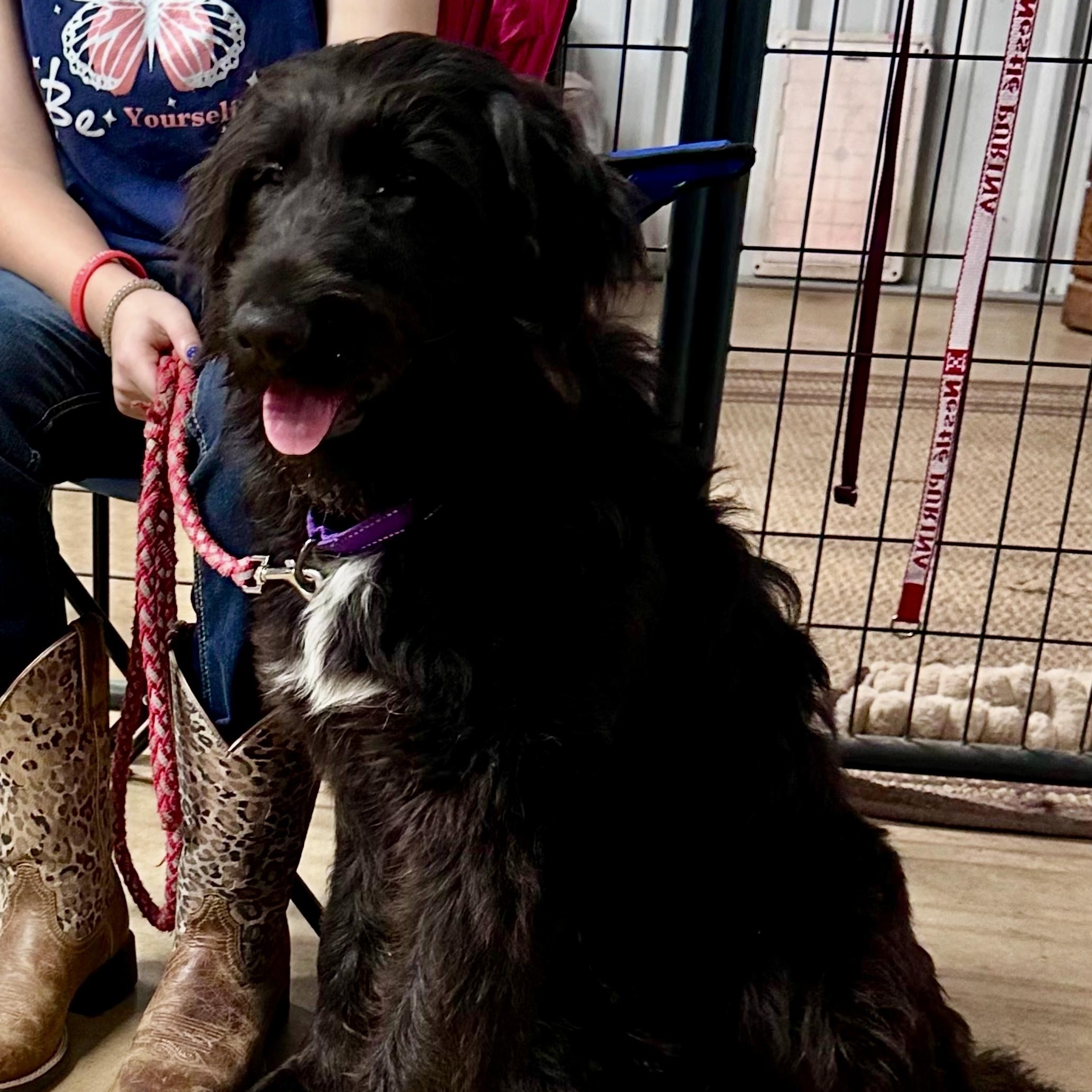 Dog for adoption - Star, a Labradoodle Mix in Houston, TX | Petfinder