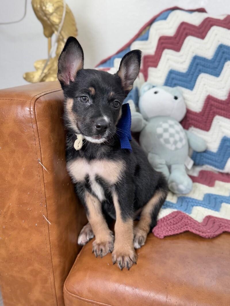Dog for adoption - Watermelon Fizz Clementine, a German Shepherd Dog ...