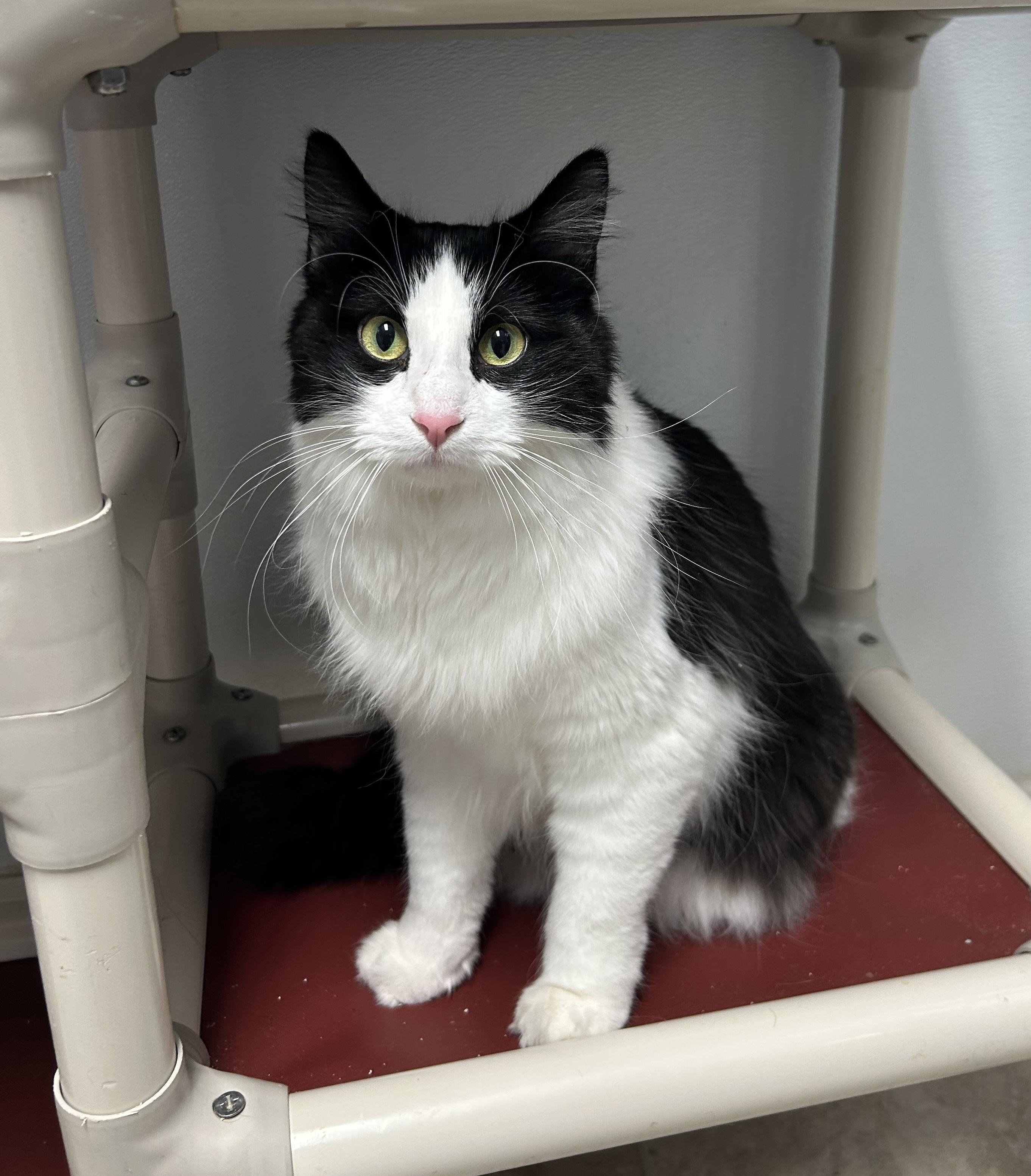 Cat for adoption - Norris, a Domestic Medium Hair & Tuxedo Mix in ...
