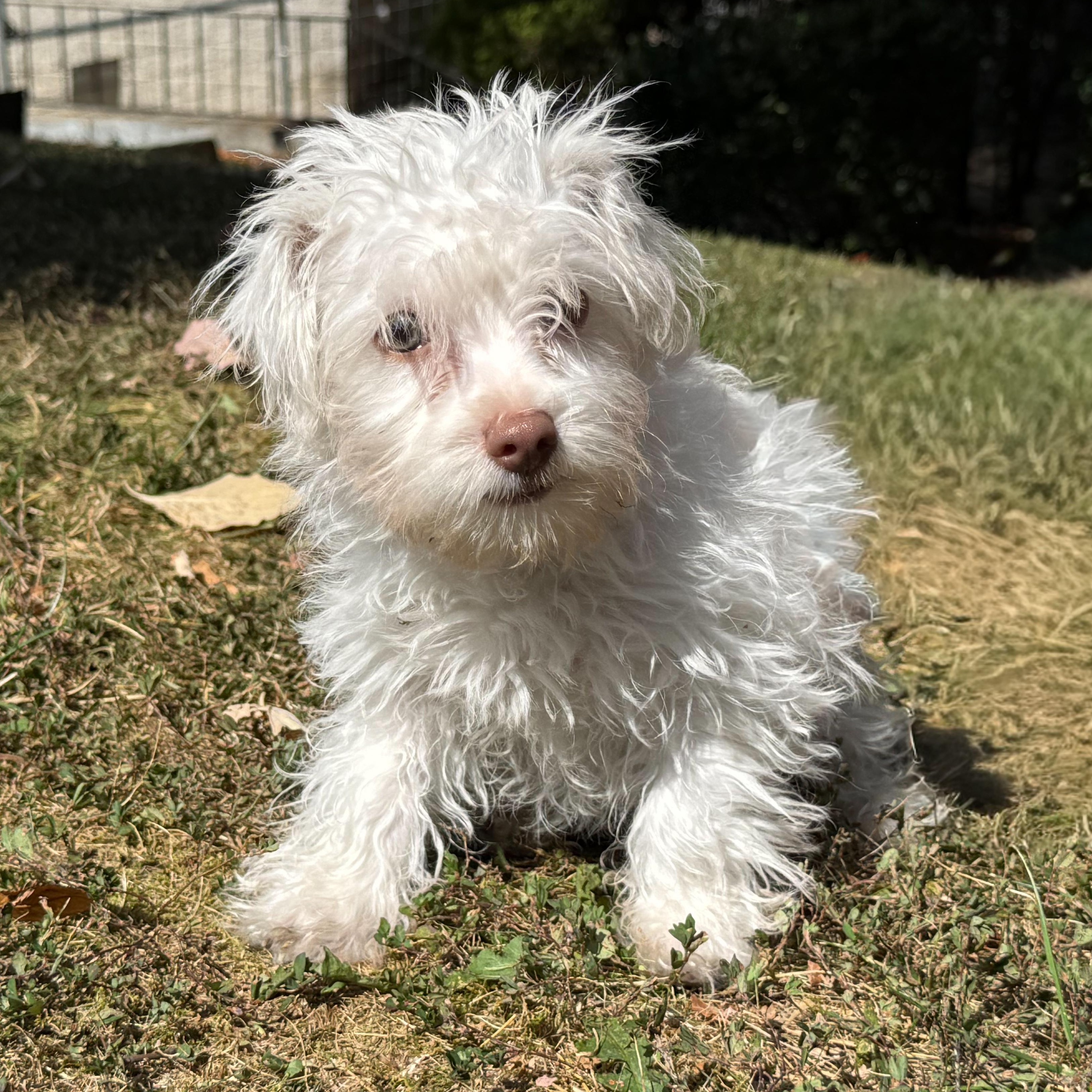 Dog for adoption - Louis, a Chorkie Mix in Latrobe, PA | Petfinder