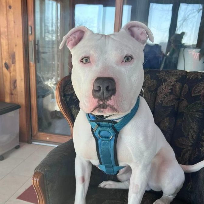 Dog for adoption - Blockhead , a Pit Bull Terrier in Minneapolis, MN ...