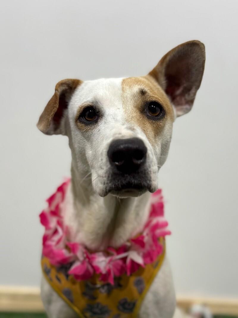 Dog for adoption - Mojito, a Carolina Dog Mix in Dublin, CA | Petfinder