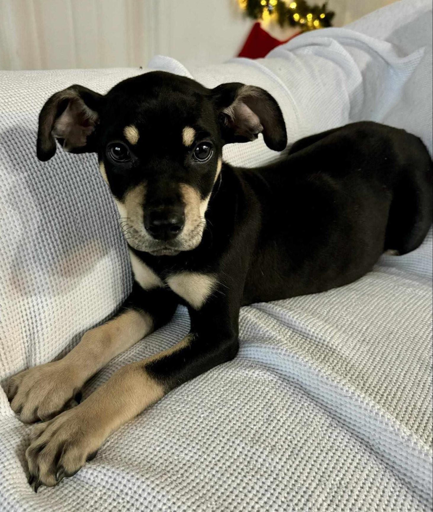 Dog for adoption - Thelma, a Shepherd & Labrador Retriever Mix in ...