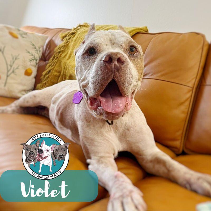 Dog for adoption - Violet the perfect Couch Potato, a Pit Bull Terrier ...
