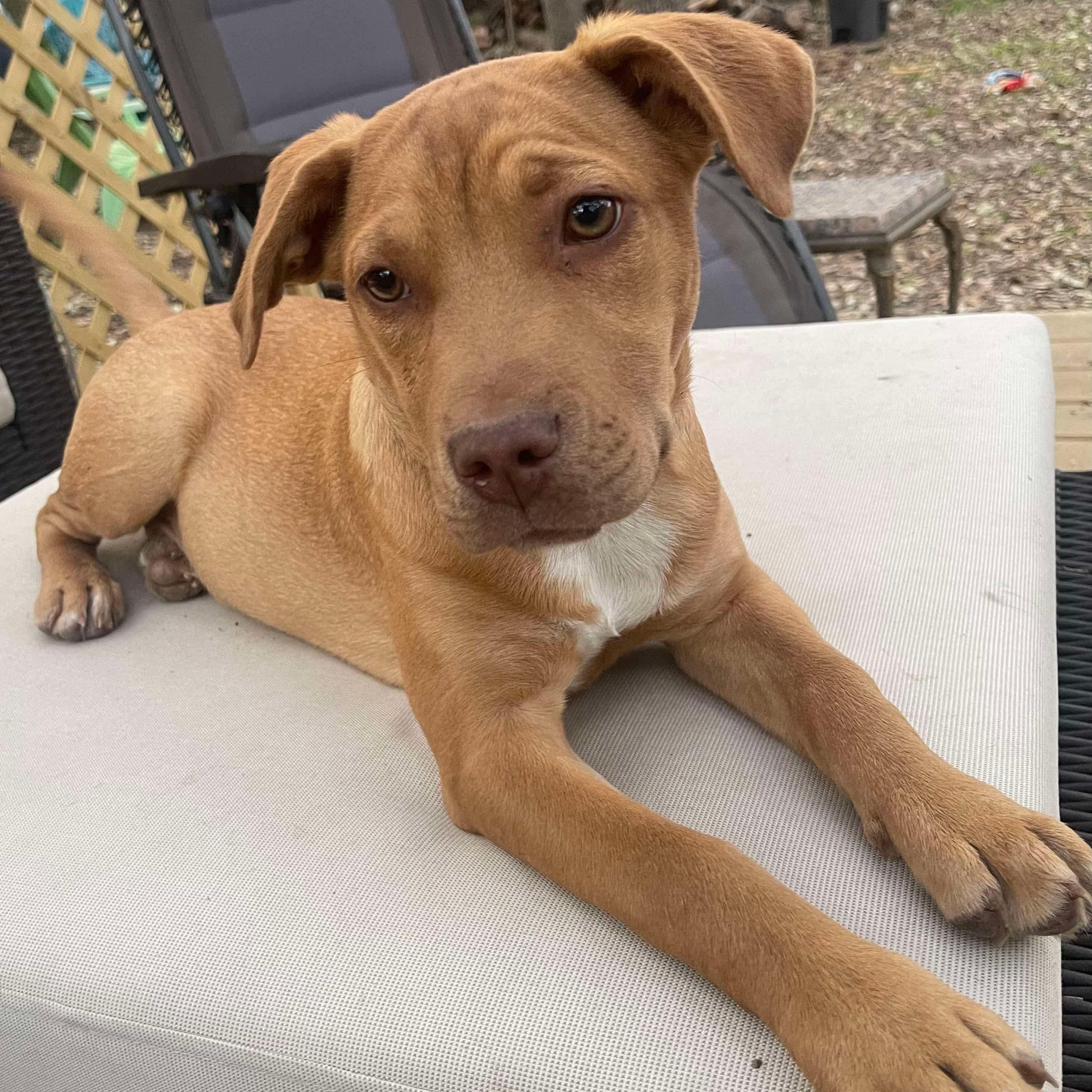 Dog for adoption - Tuesday, a Pit Bull Terrier & Rhodesian Ridgeback ...