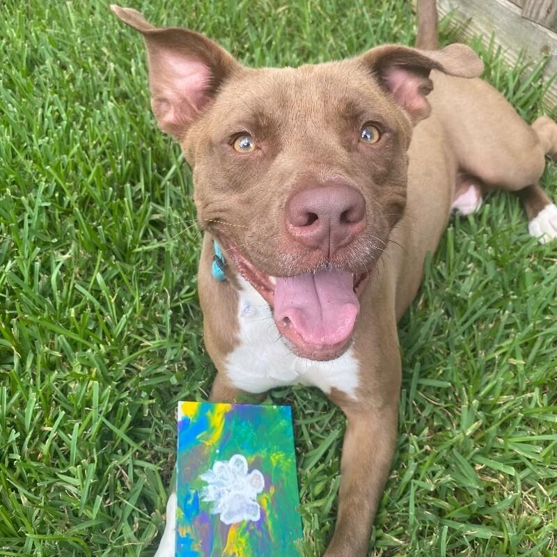 Dog for adoption - Ollie Ziggy the playful happy boy, a Pit Bull ...