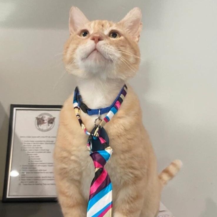 Cat for adoption - Tom Pitty, a Tabby & Domestic Short Hair Mix in Twin ...